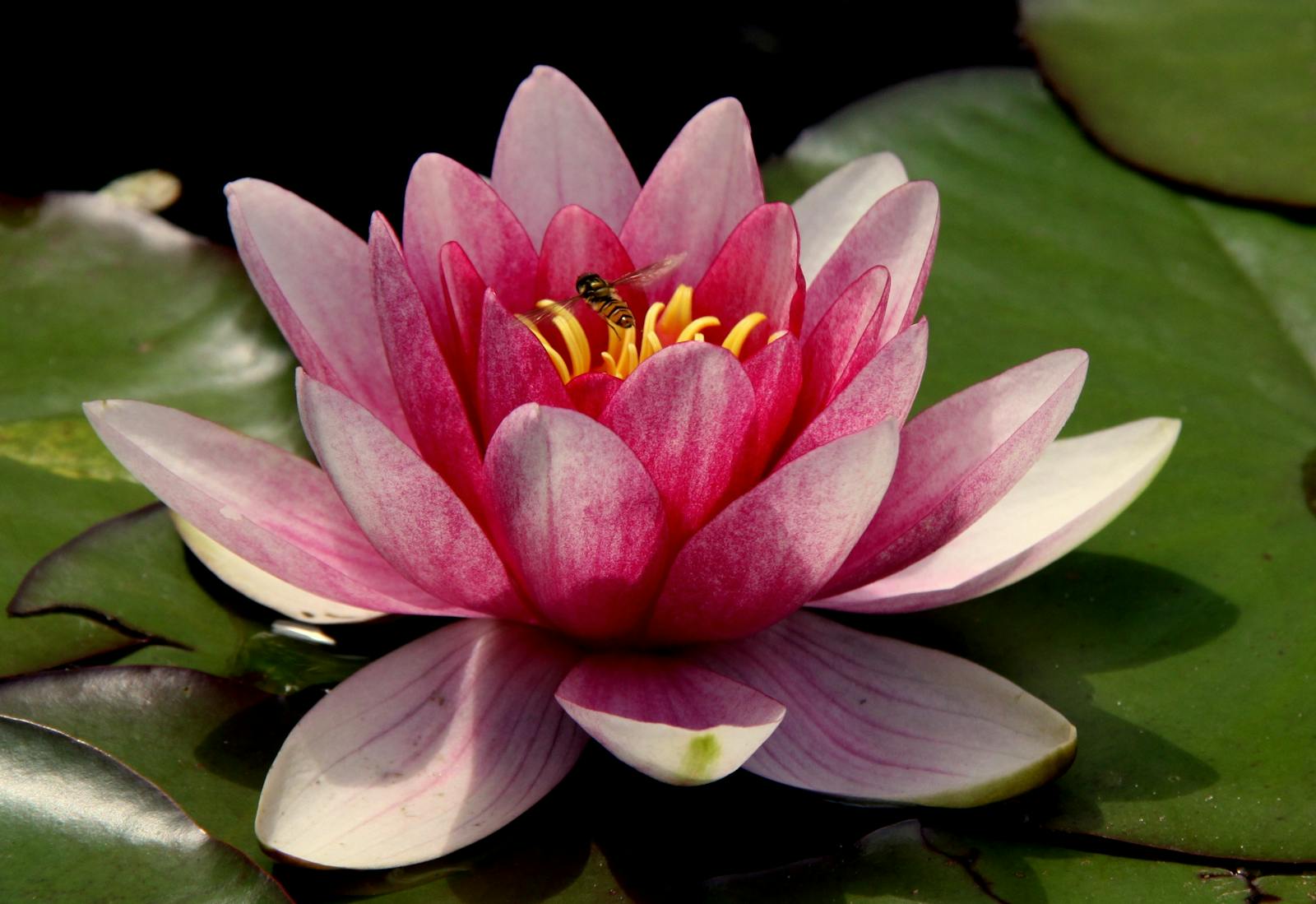 Lotus Flower Photos, Download The BEST Free Lotus Flower Stock Photos ...