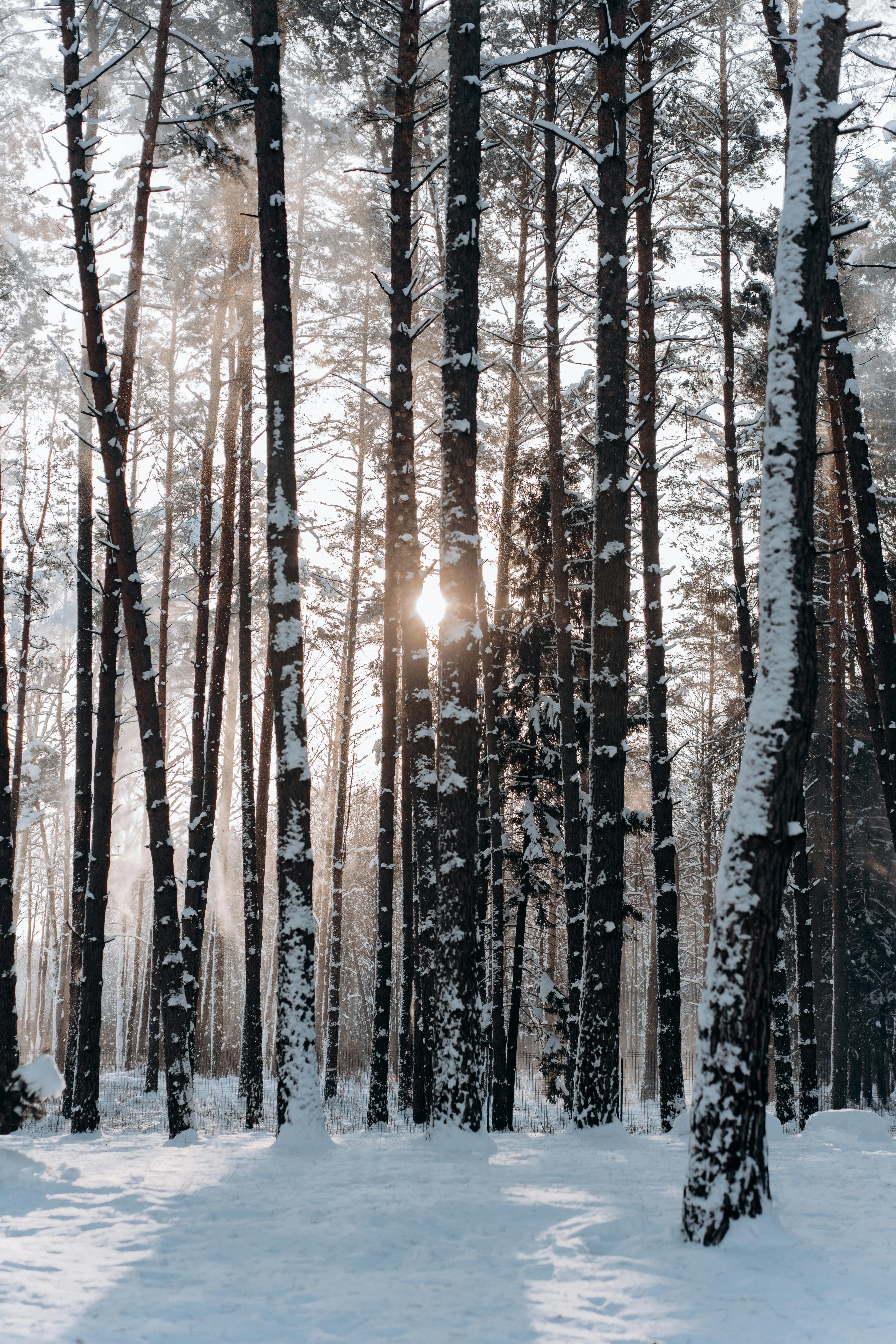 Sunlight Shining Through Snow Covered Trees · Free Stock Photo