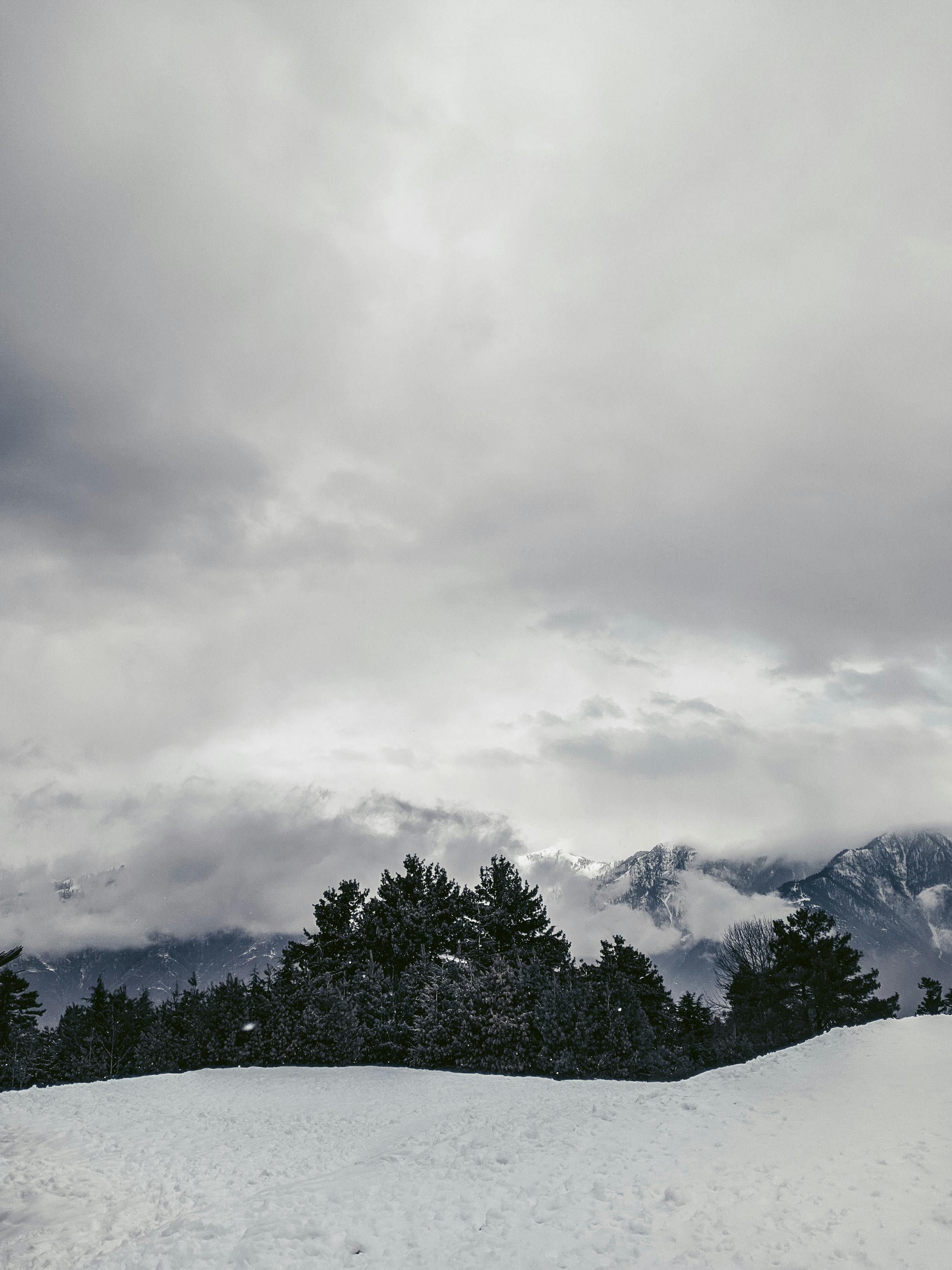 Grayscale Photo of Tree on A Snow Covered Field · Free Stock Photo