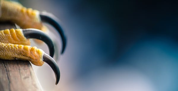 Claw Photos, Download The BEST Free Claw Stock Photos & HD Images