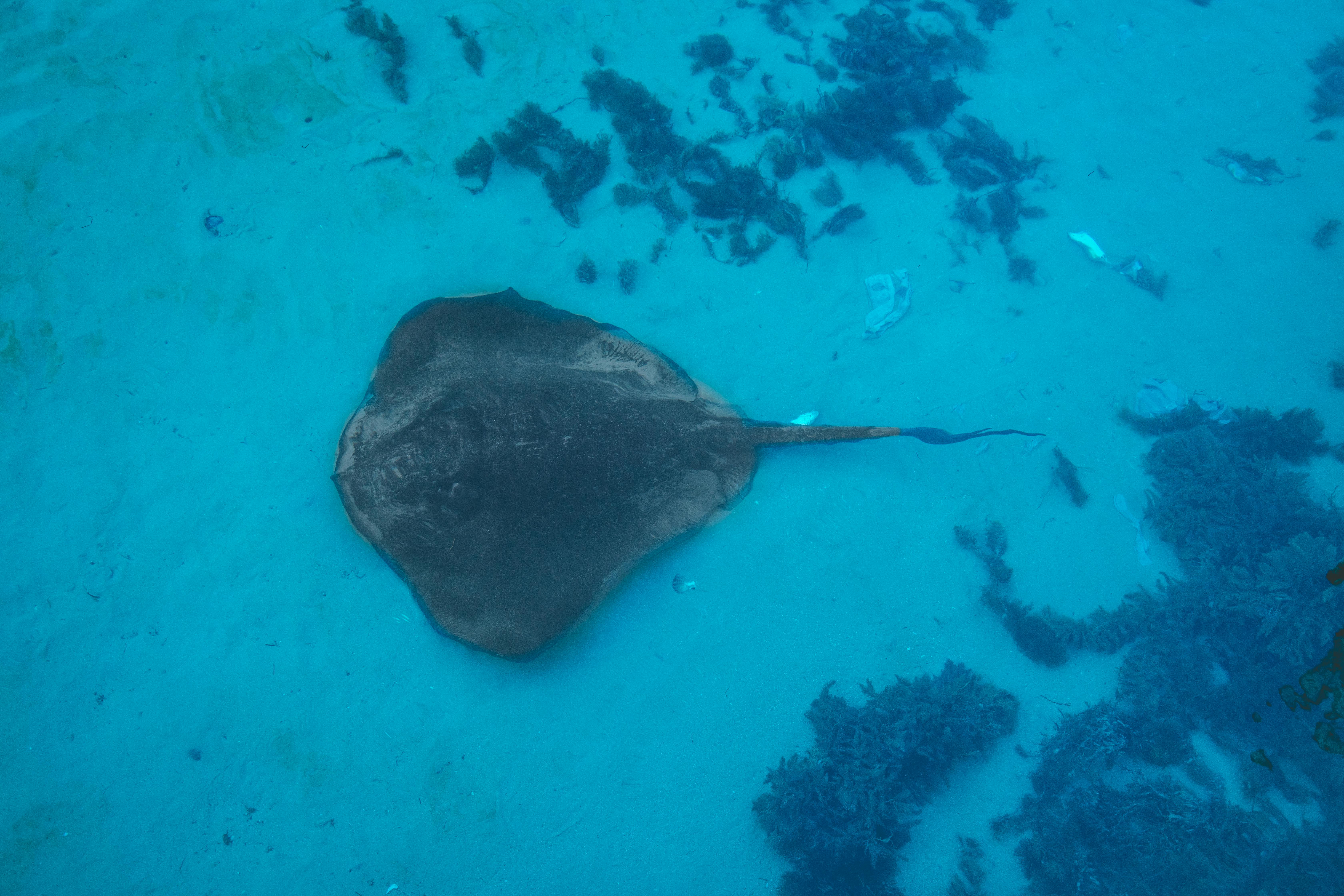 Stingray Underwater · Free Stock Photo