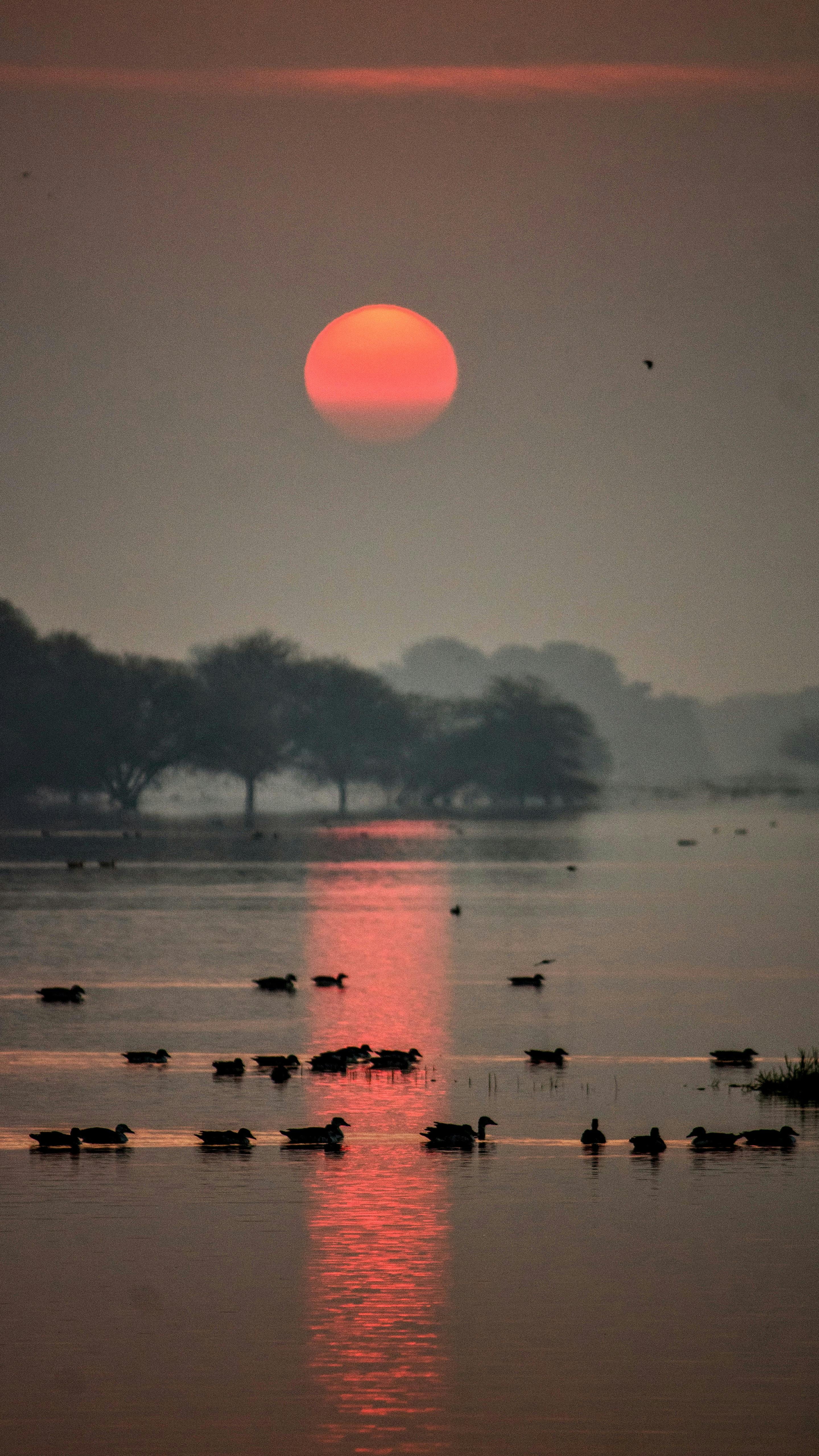 Golden Sun over Lake · Free Stock Photo