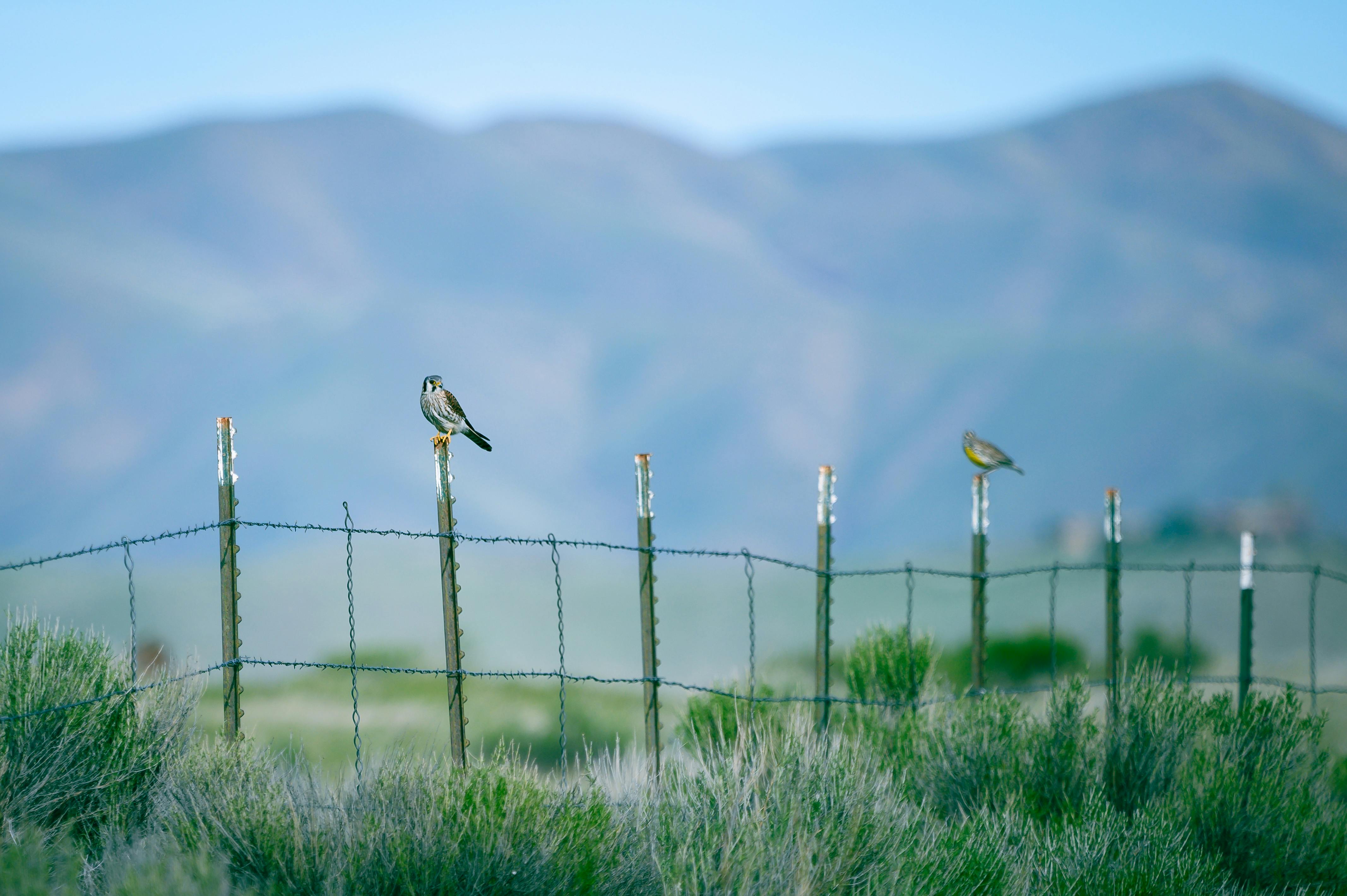 Cute birds resting on fence in countryside meadow in highland · Free ...