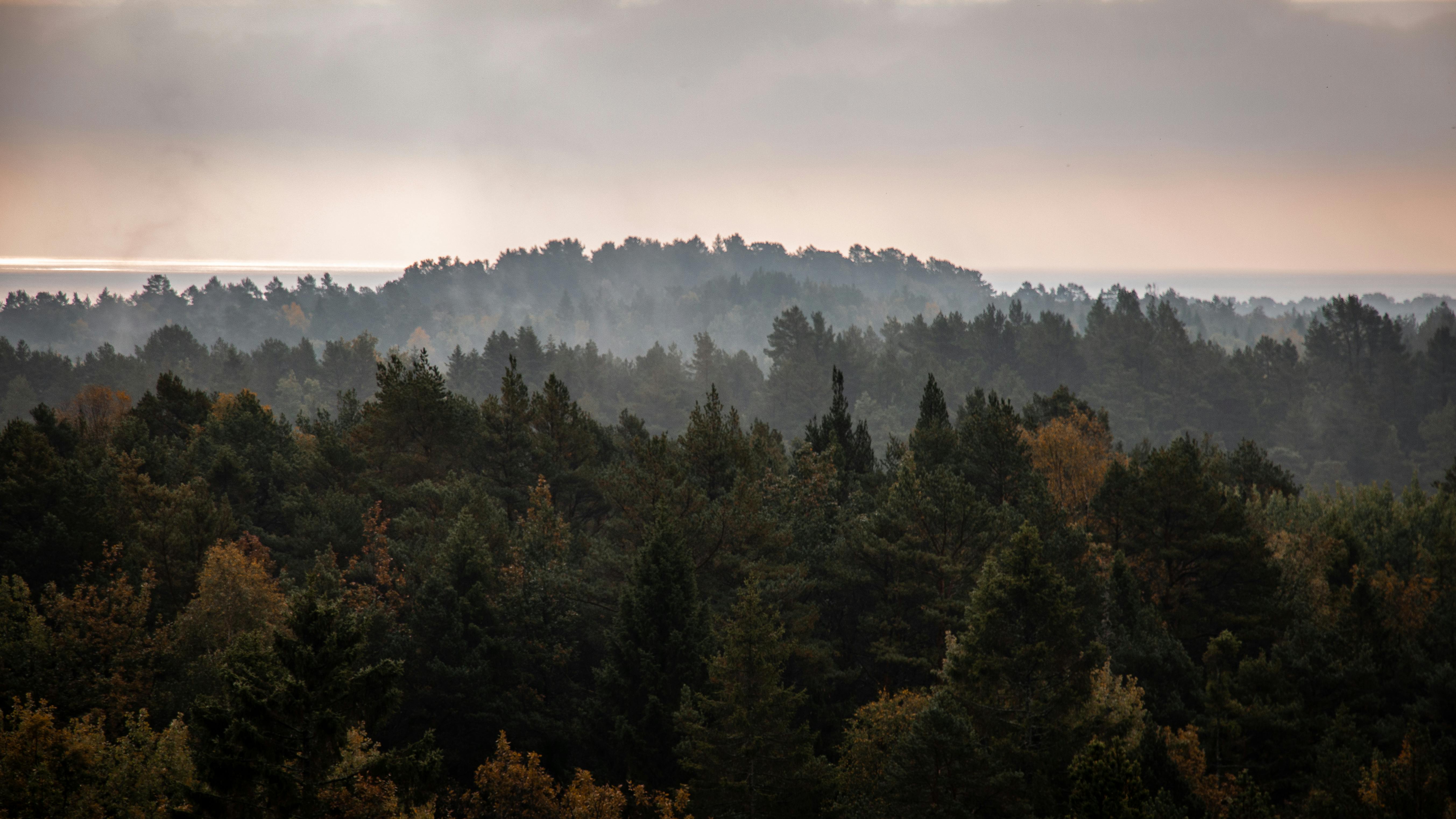 Green Trees Under Gloomy Sky · Free Stock Photo