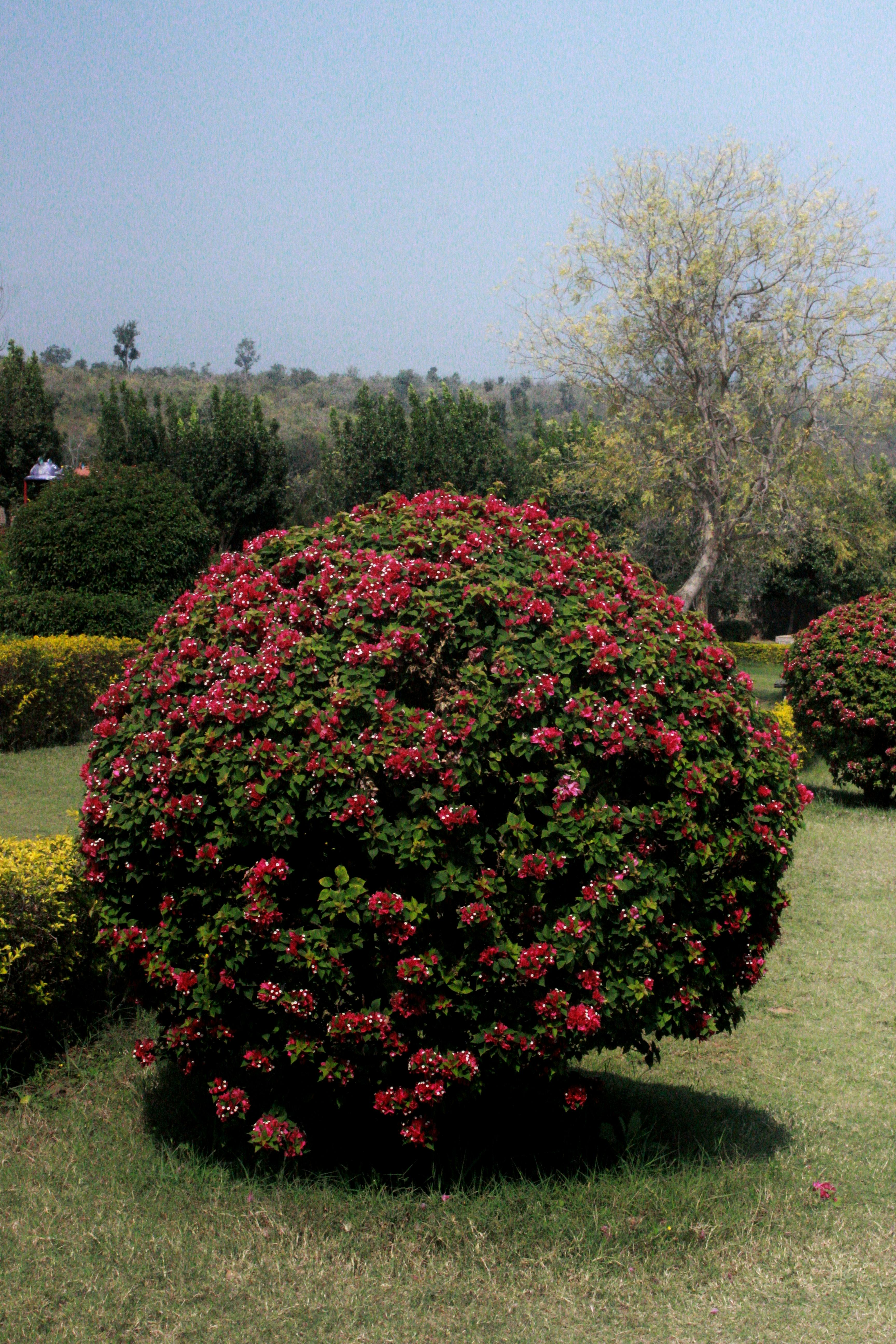 Beautiful Ball Shaped Shrub with Pink Flowers · Free Stock Photo
