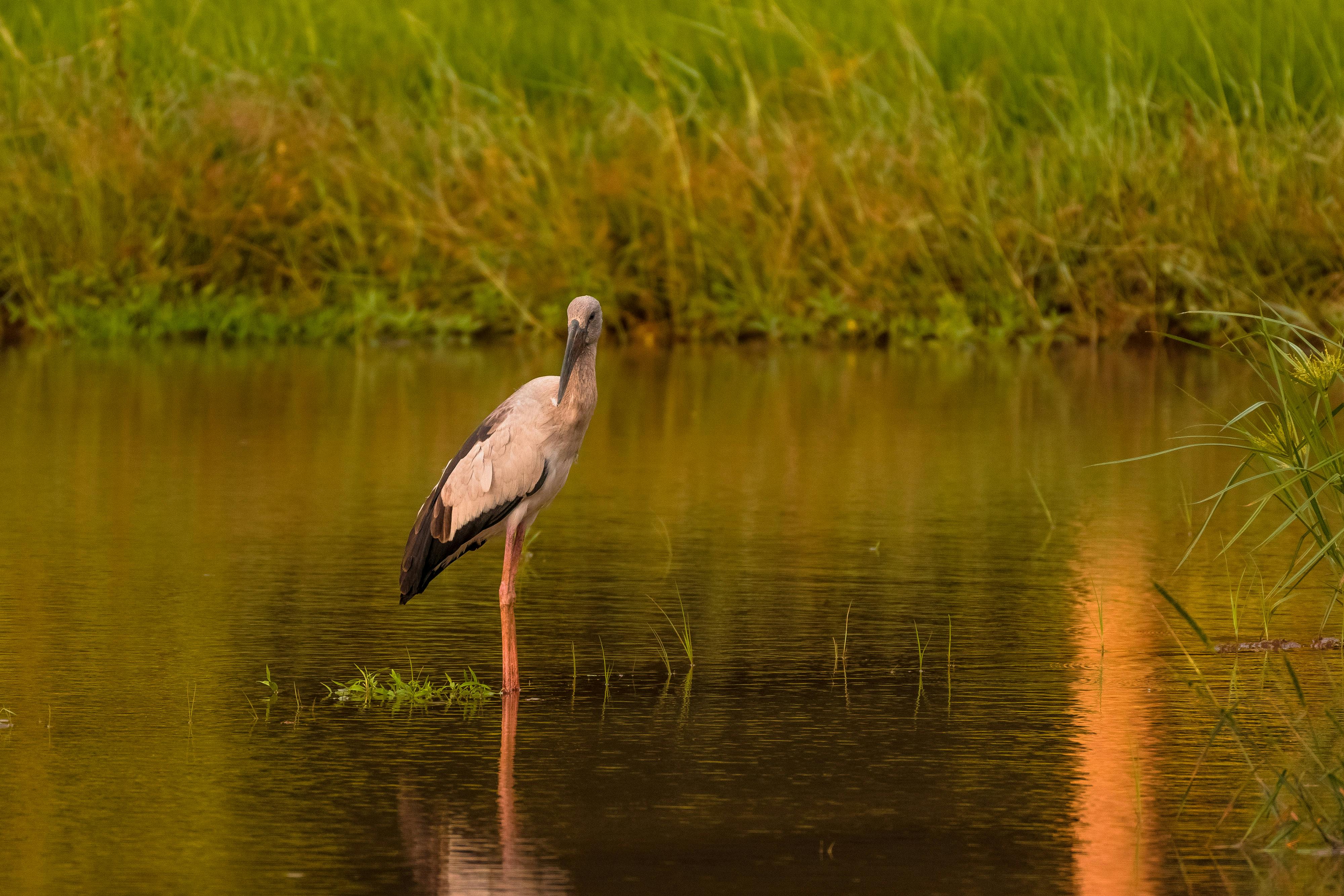 Two Storks Standing on a Large Rock · Free Stock Photo