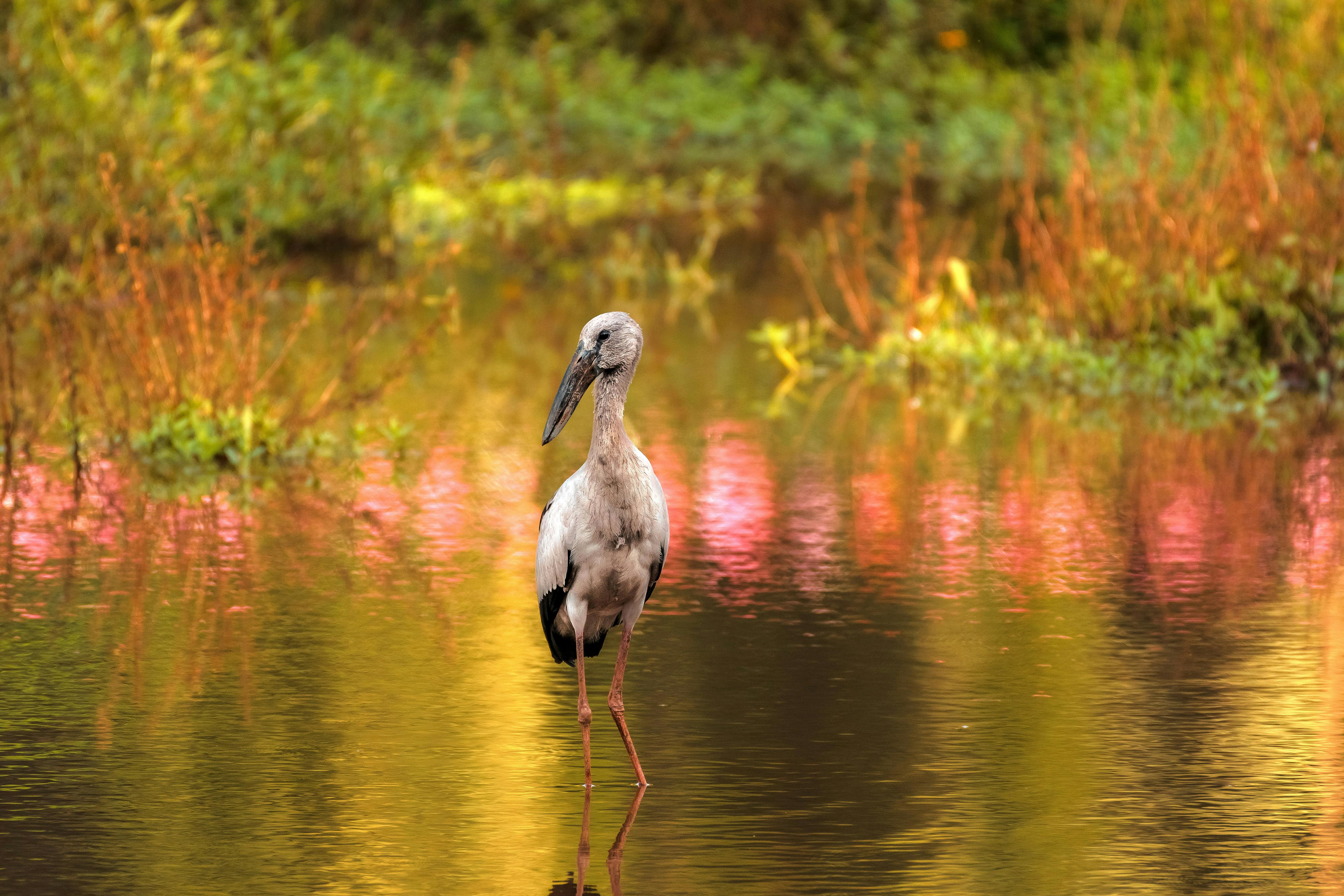 Grey Stork on Water · Free Stock Photo