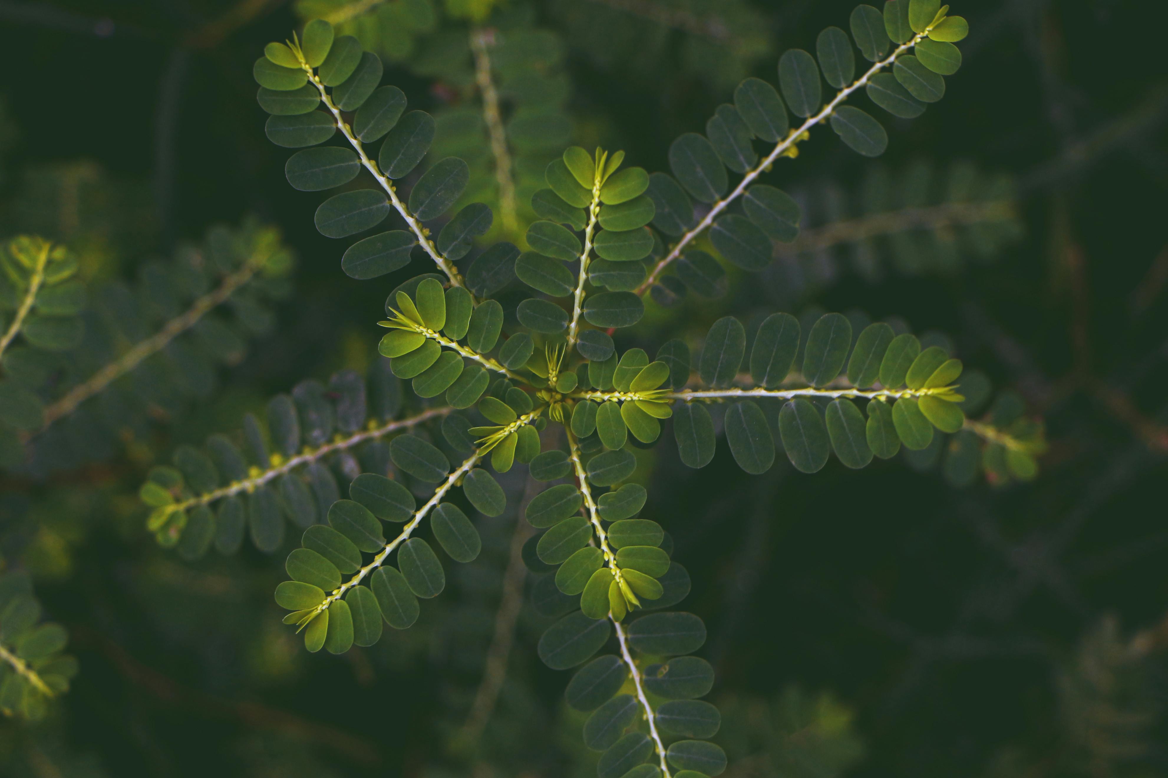 Green Plant in Top View Photography · Free Stock Photo