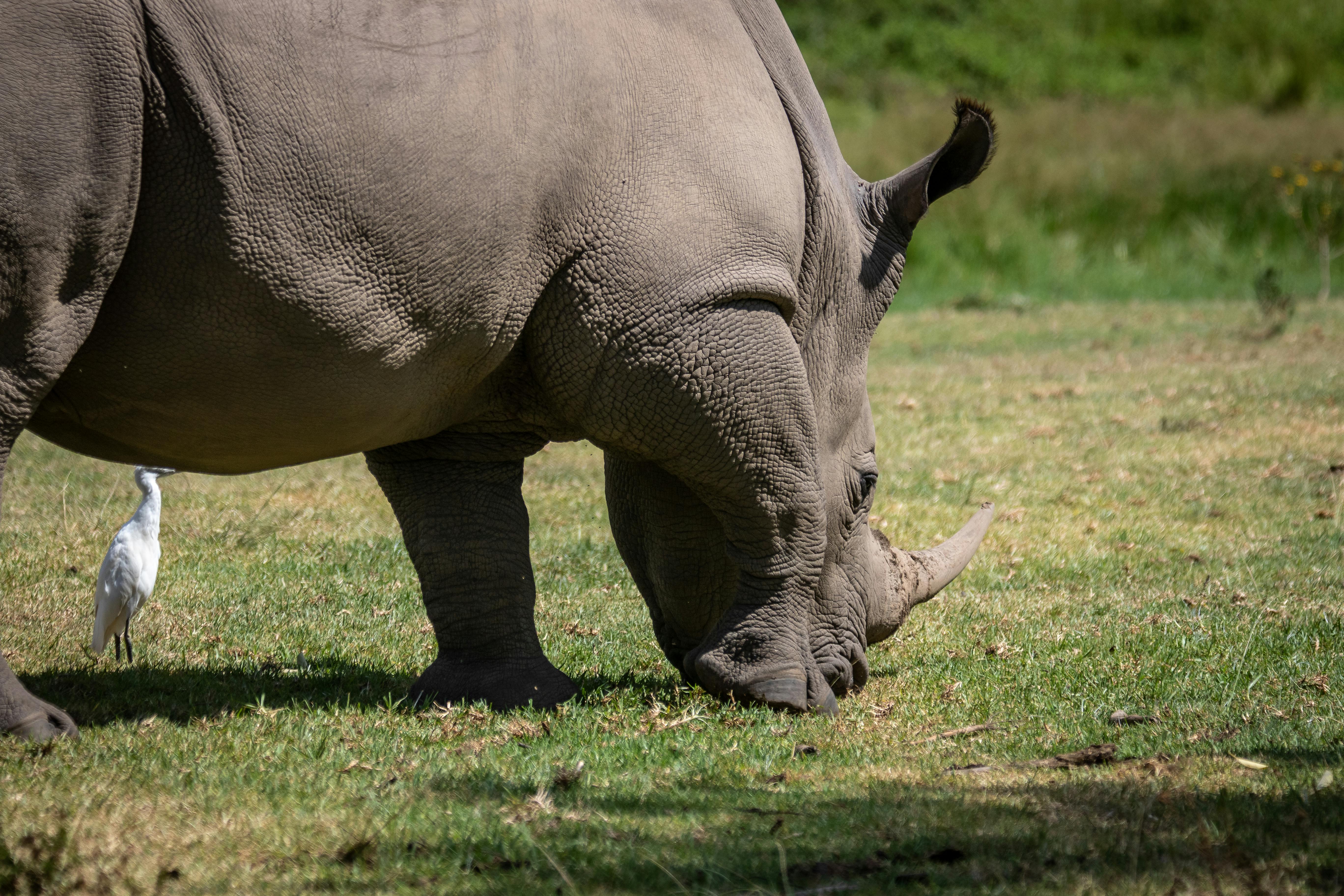 A Gray Rhinoceros on Green Grass Field · Free Stock Photo