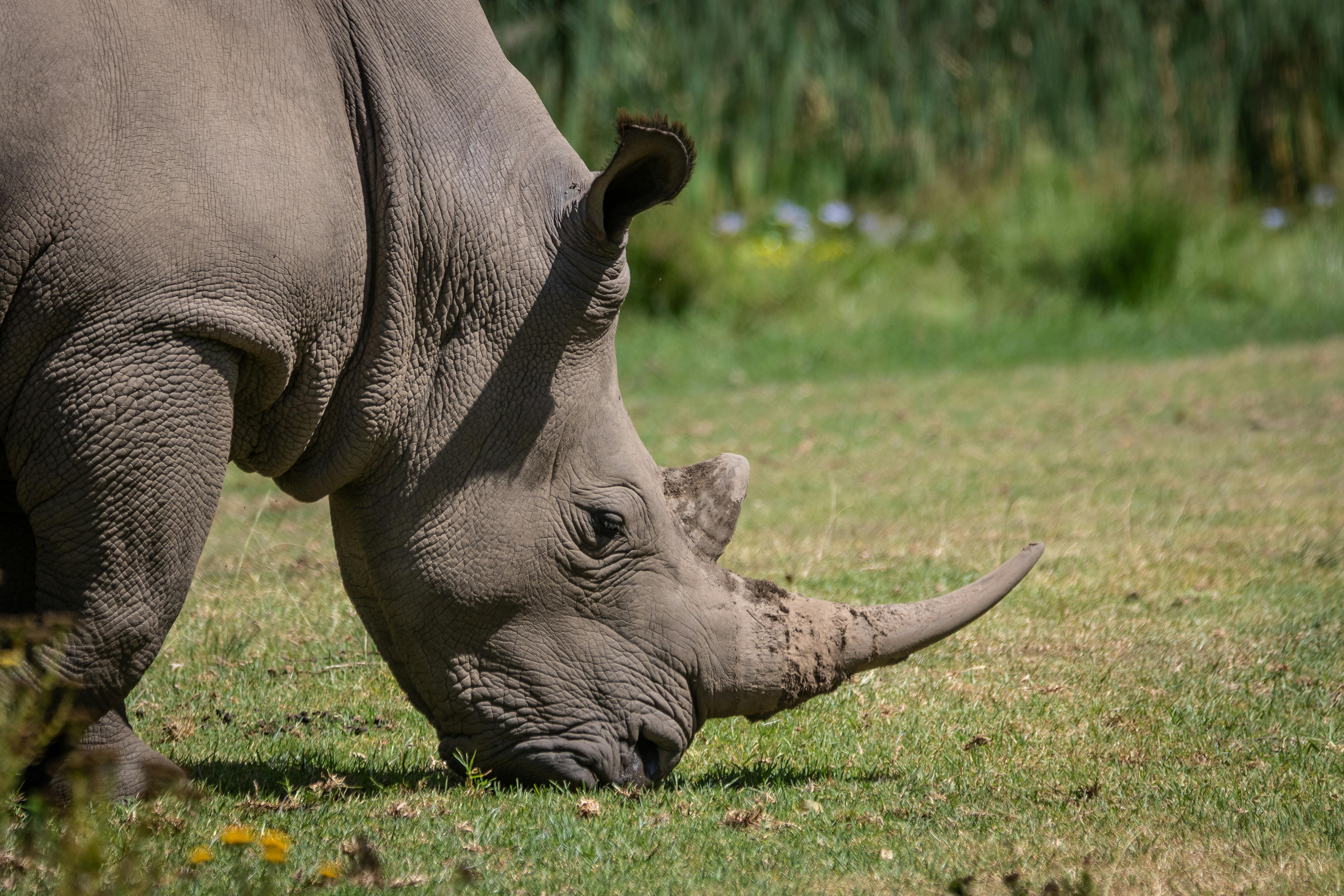 Grey Rhinoceros on Green Grass · Free Stock Photo