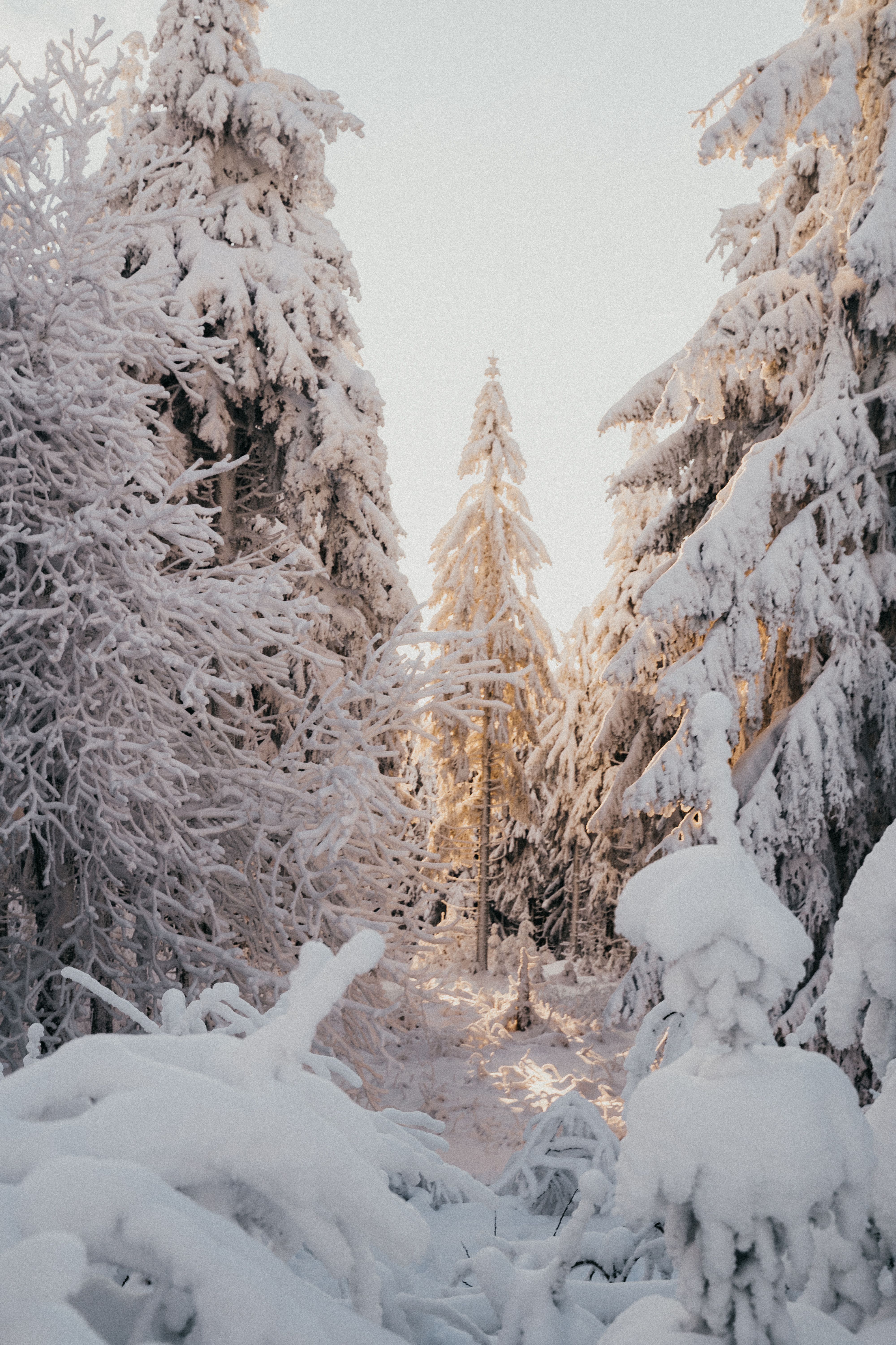 Snow Covered Trees · Free Stock Photo