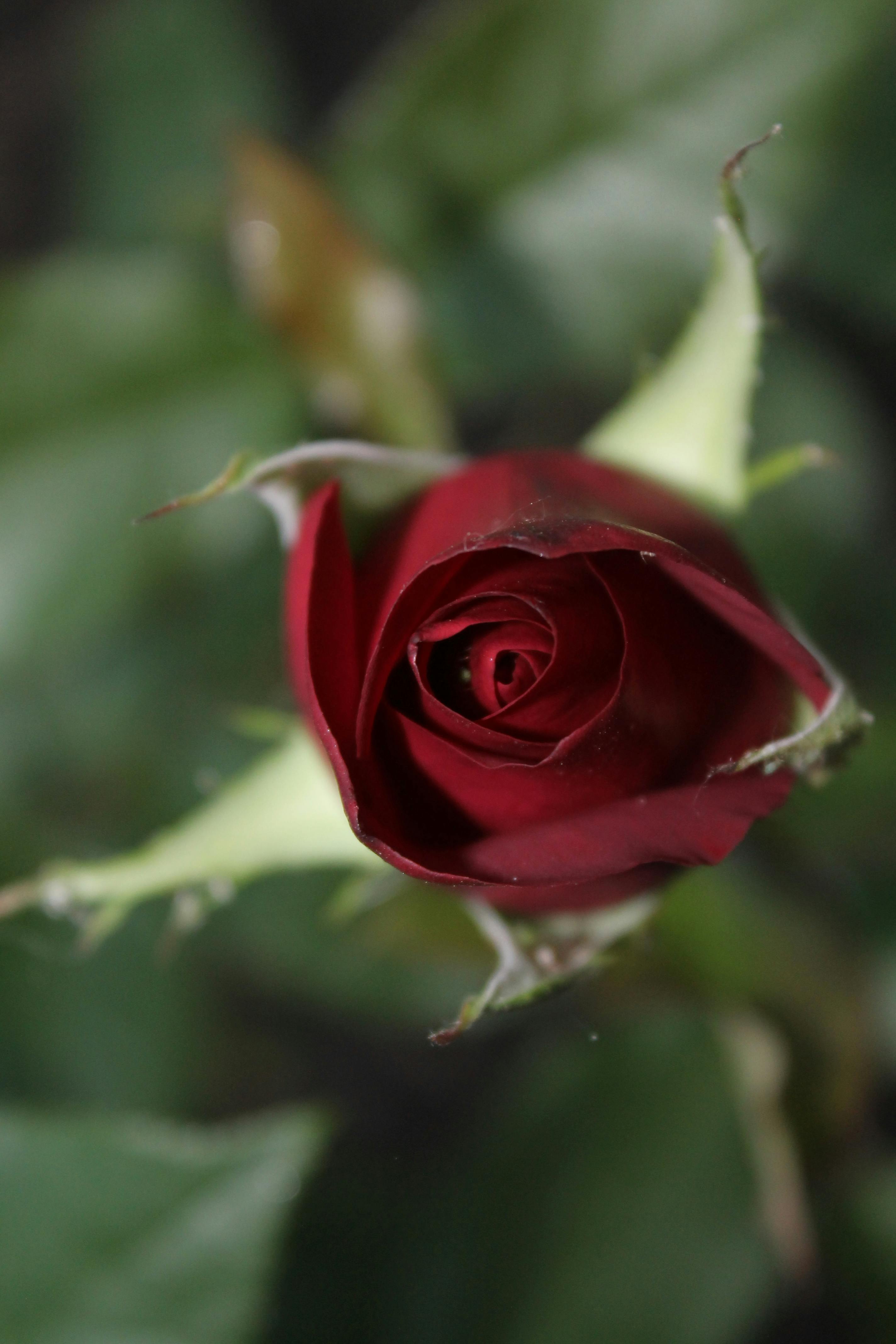 Red Rose in Bloom · Free Stock Photo
