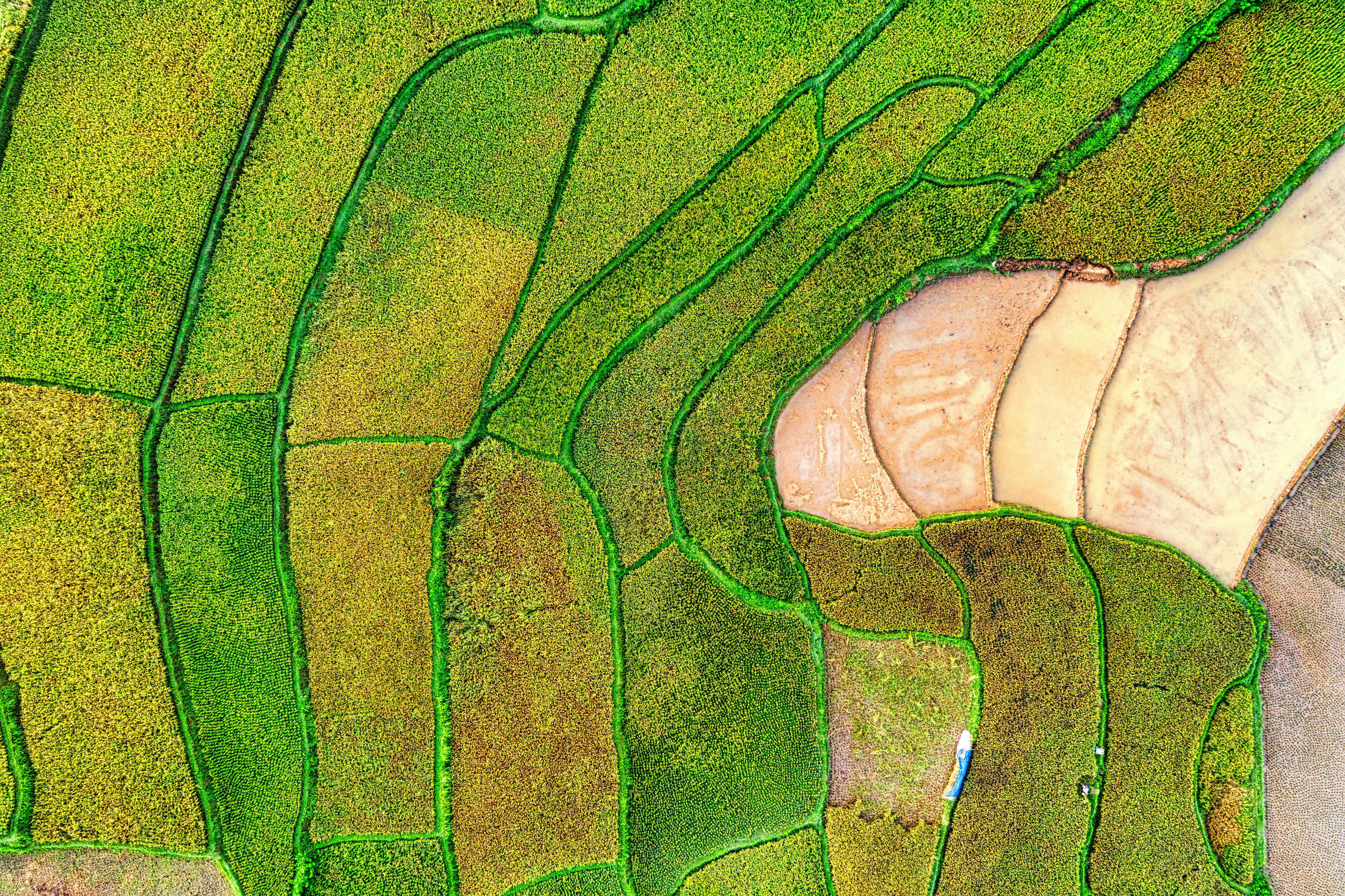 Aerial View of Rice Fields · Free Stock Photo