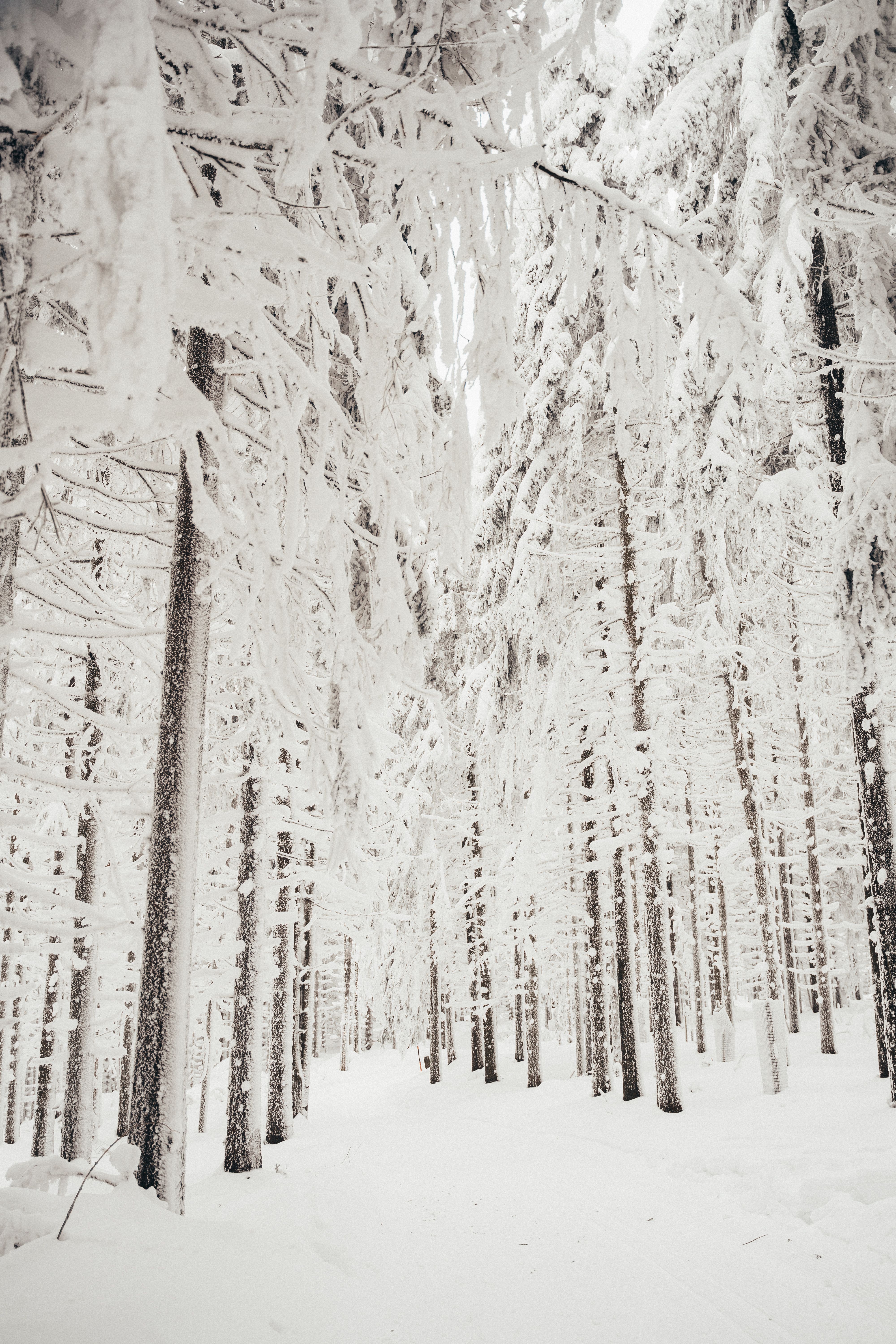 Photography of Trees during Winter · Free Stock Photo