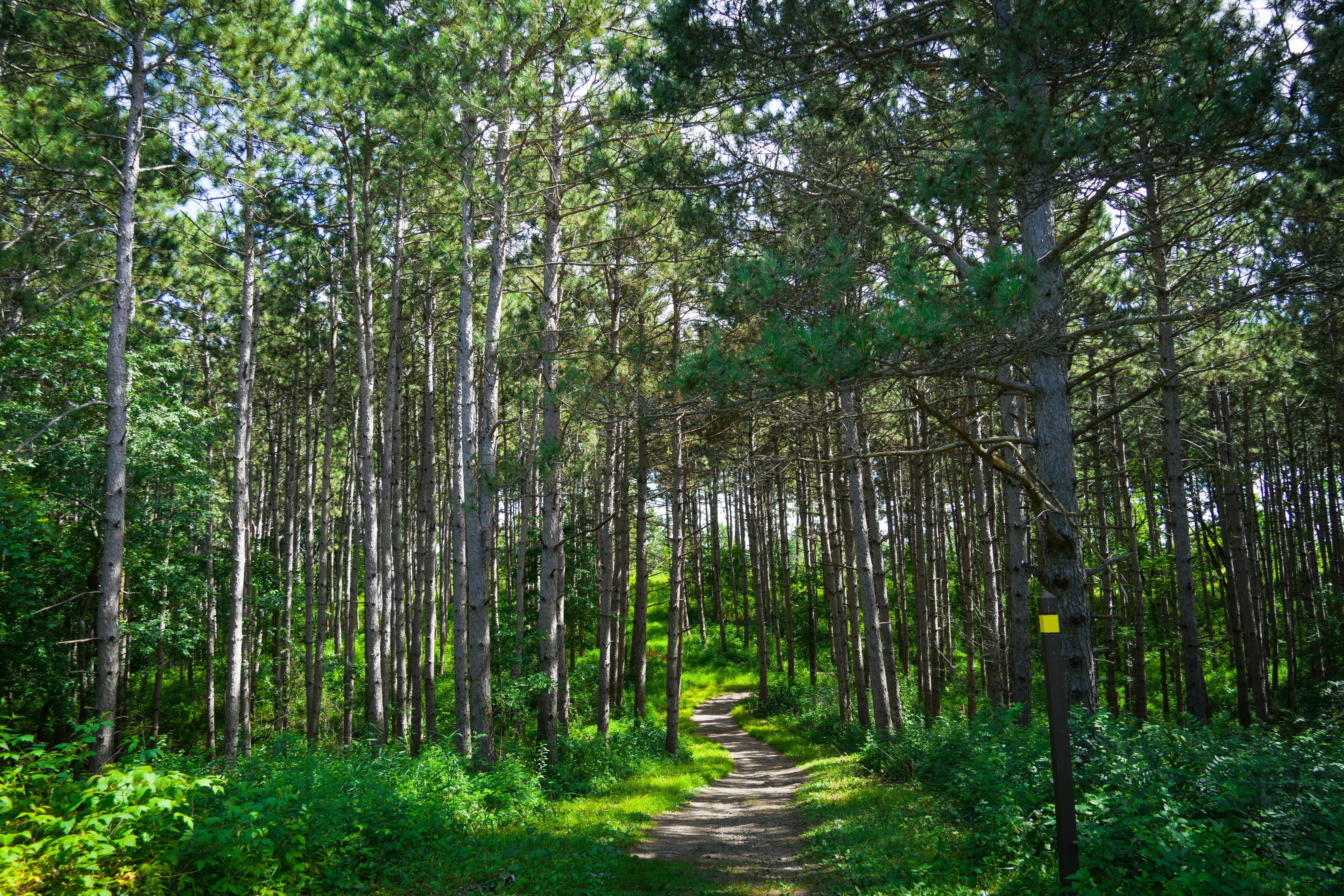 Footpath Between Pine Trees · Free Stock Photo