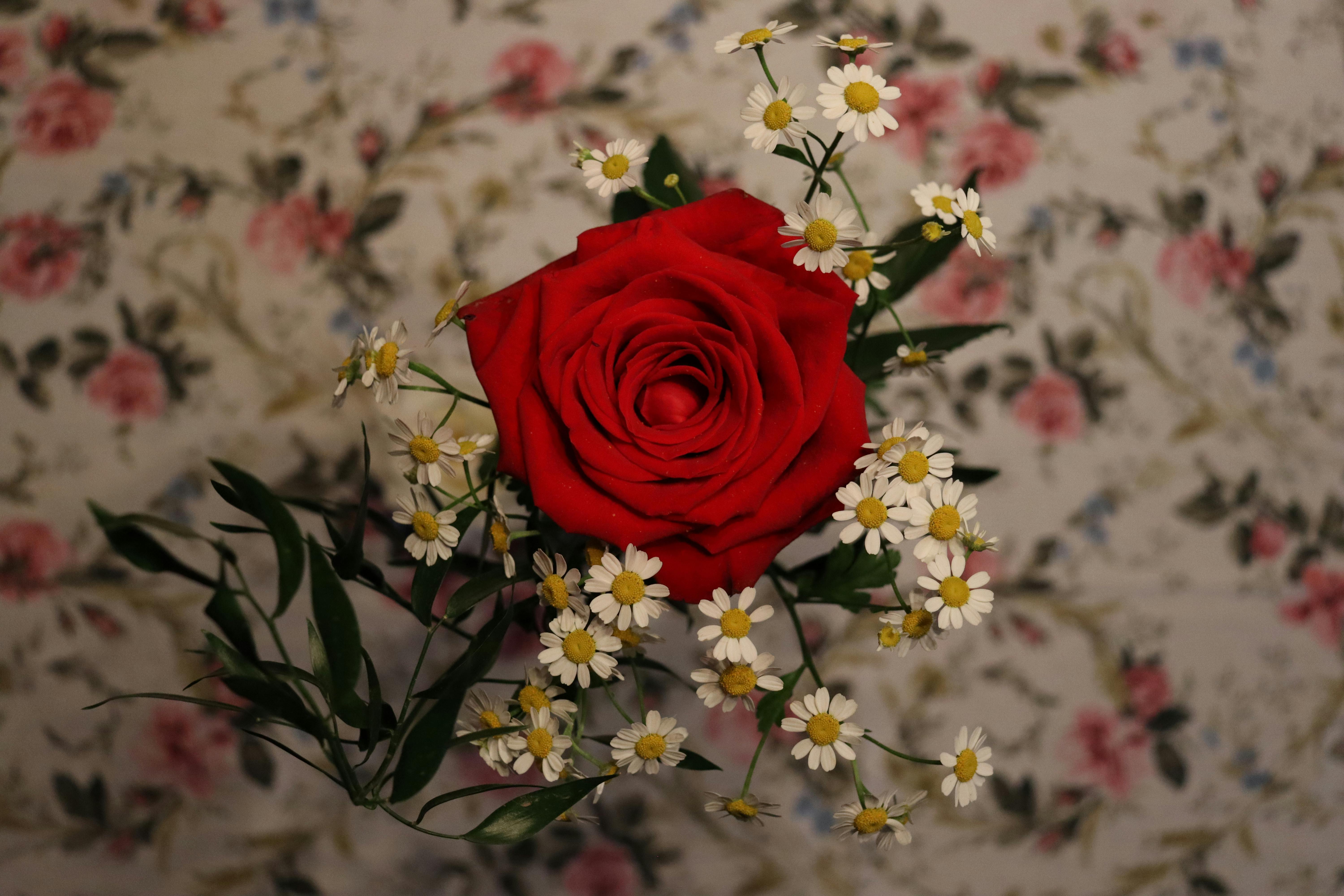 Red Rose in Bloom · Free Stock Photo