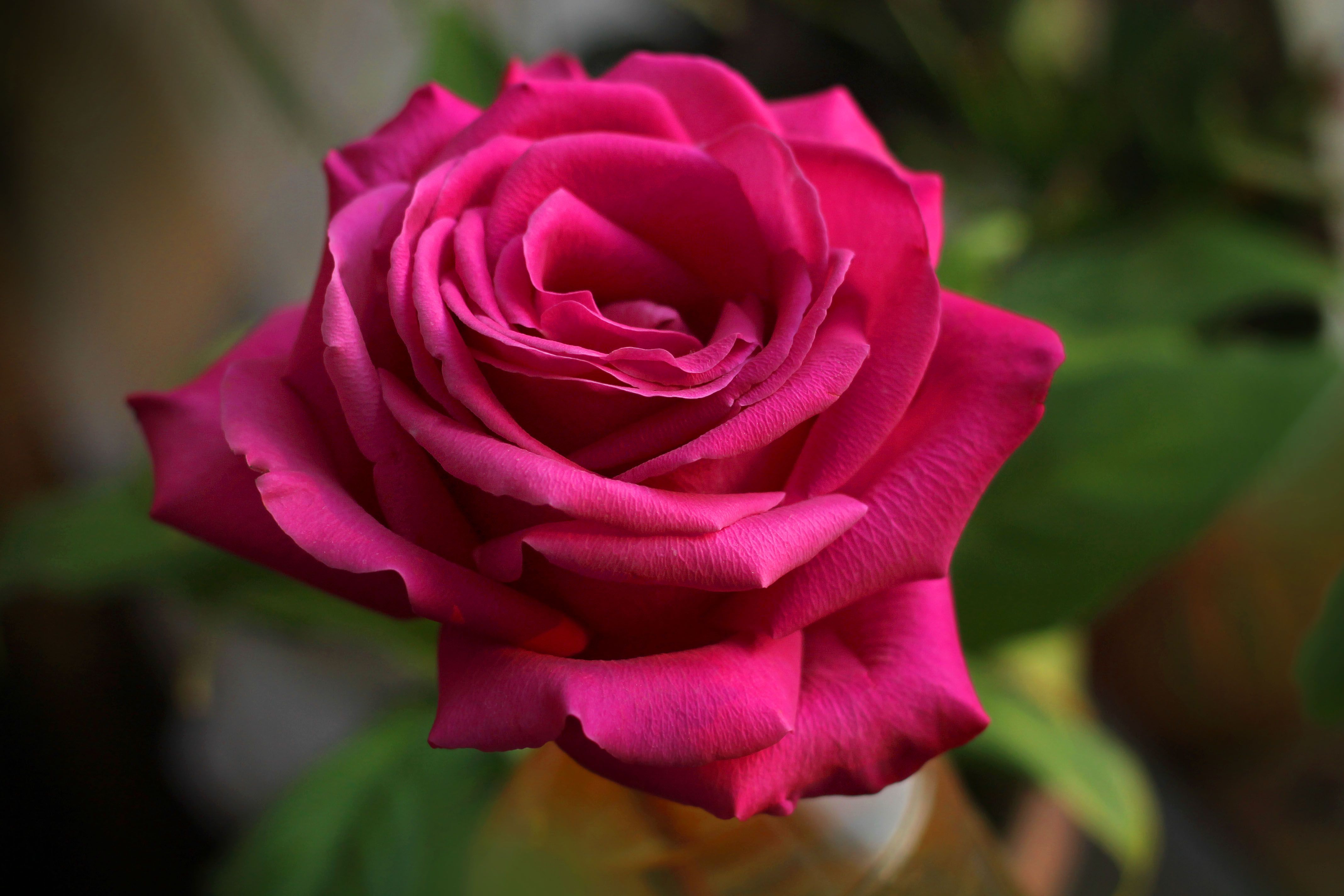 A Beautiful Red Rose in Full Bloom · Free Stock Photo