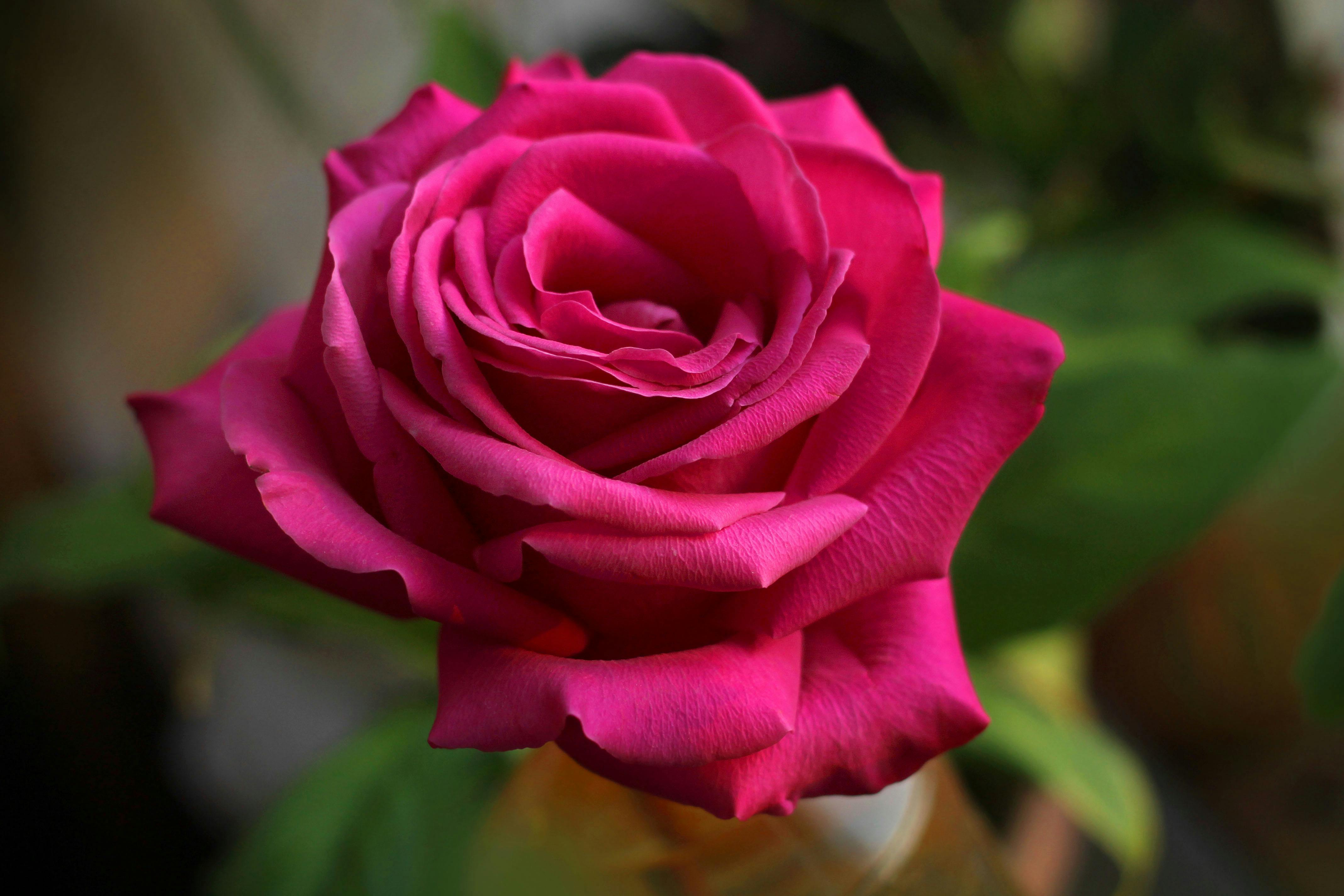 Red Roses · Free Stock Photo