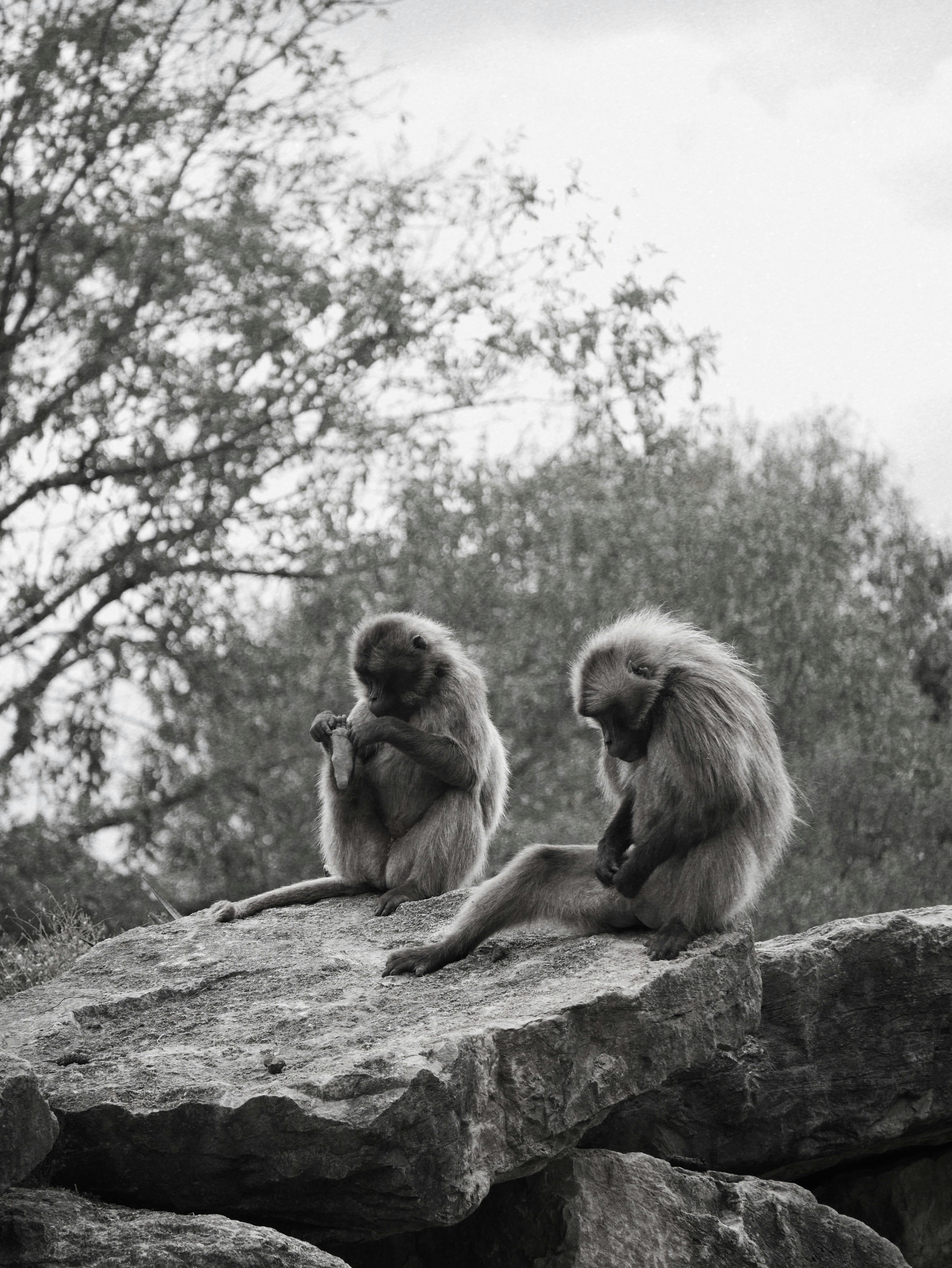Grayscale Photo of a Monkey Sitting on Cage Roof · Free Stock Photo
