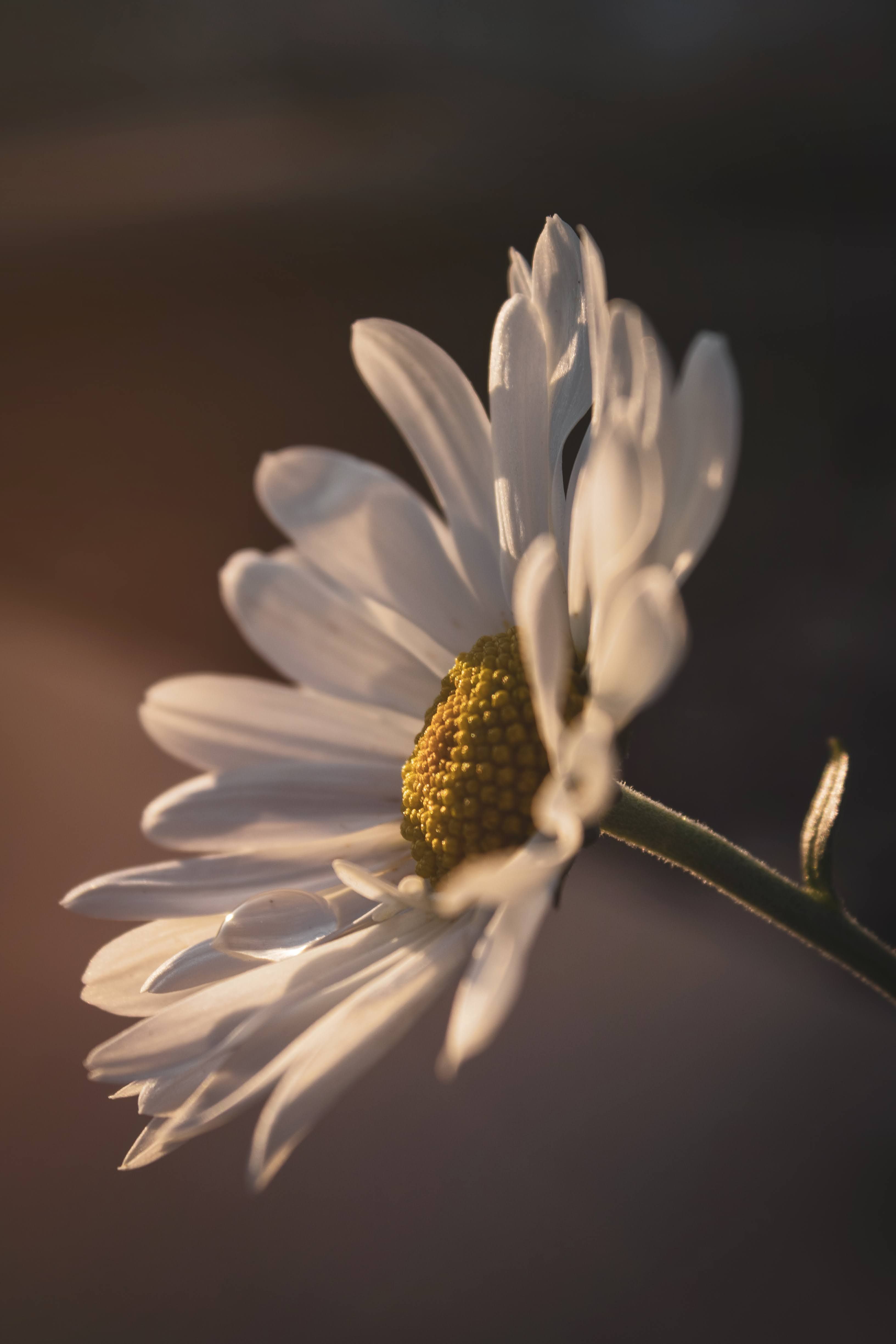 Close-Up of a Flower · Free Stock Photo