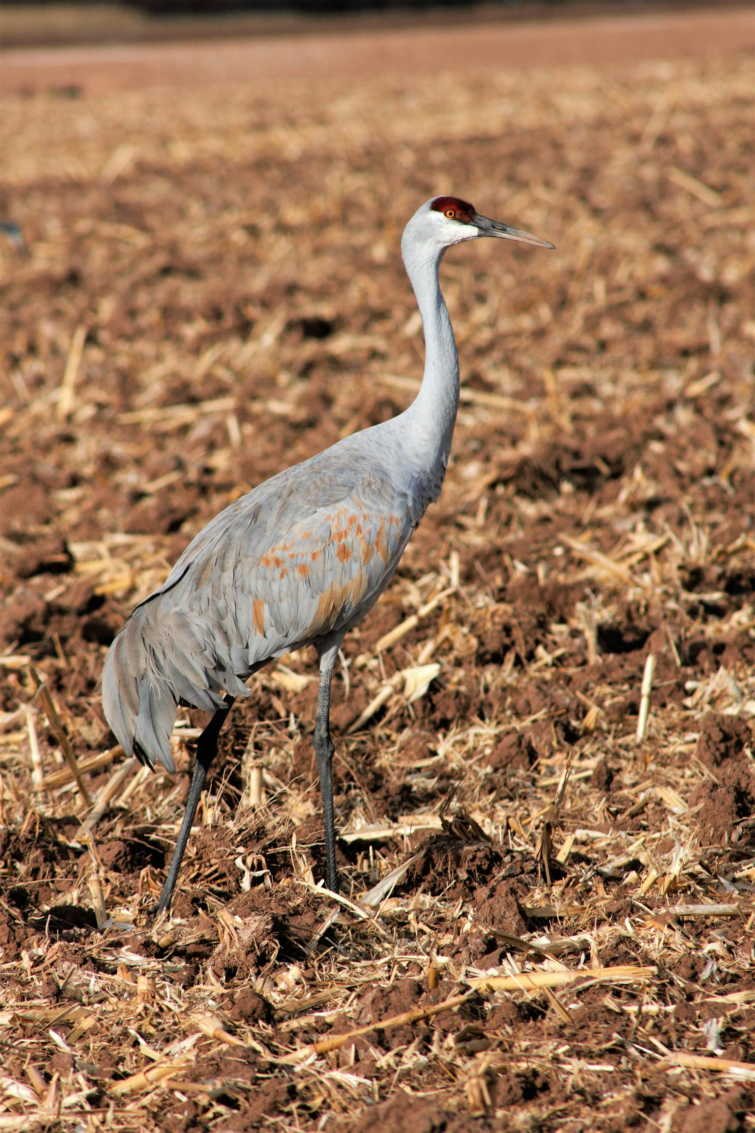 Close-Up of Sandhill Crane Feathers in Michigan · Free Stock Photo