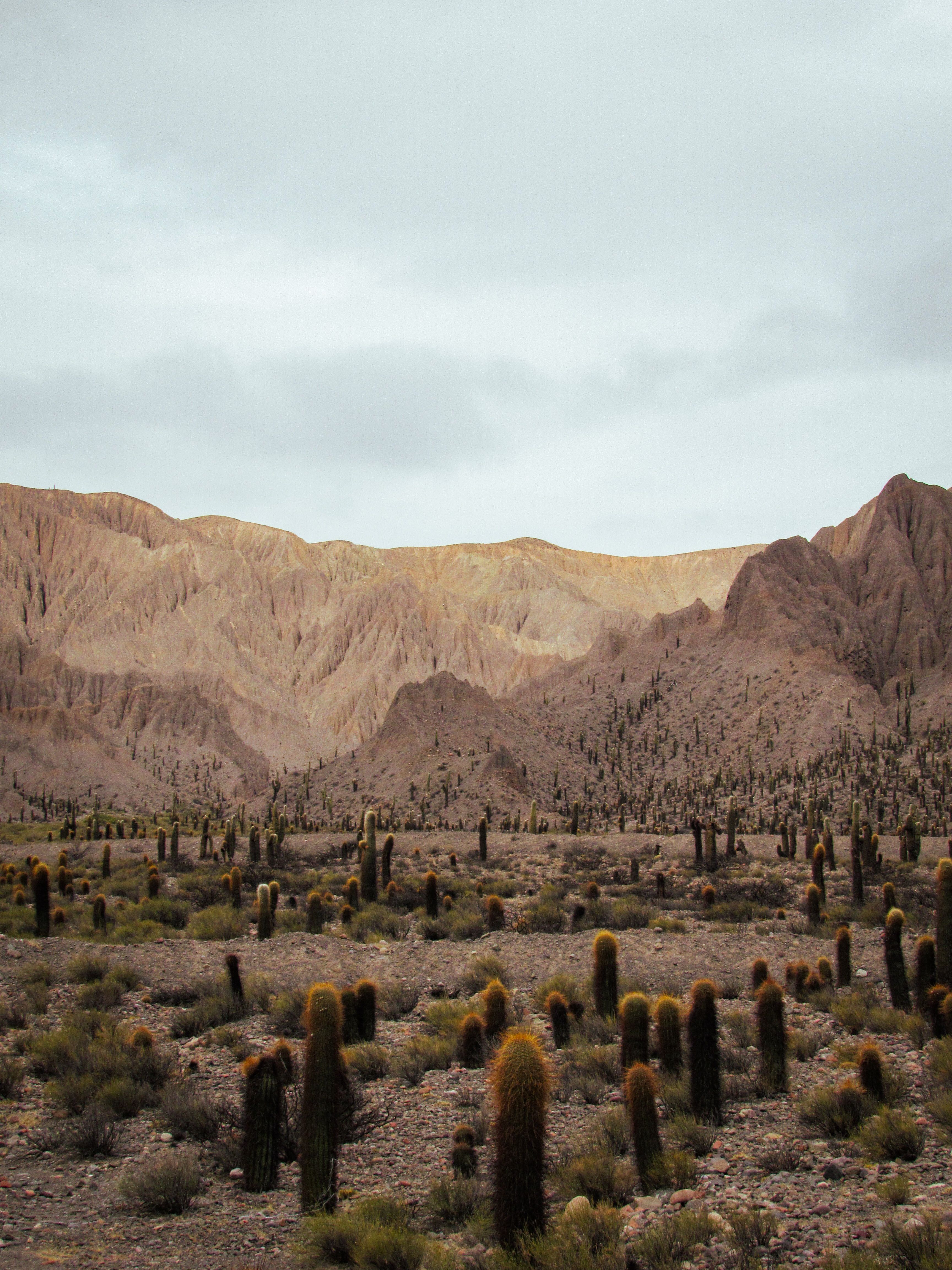 Cactuses in a Desert · Free Stock Photo