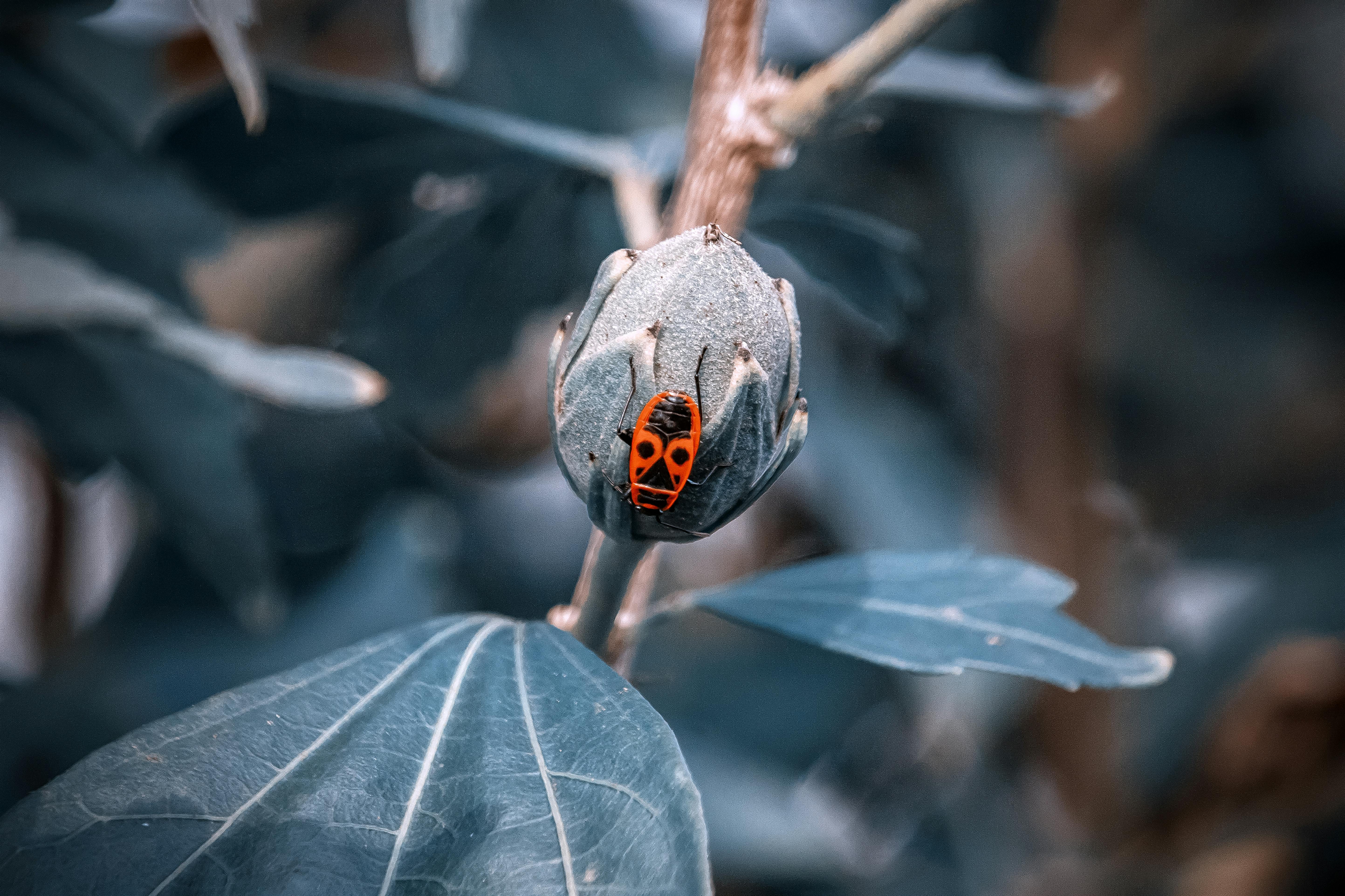 Bug on a Plant · Free Stock Photo