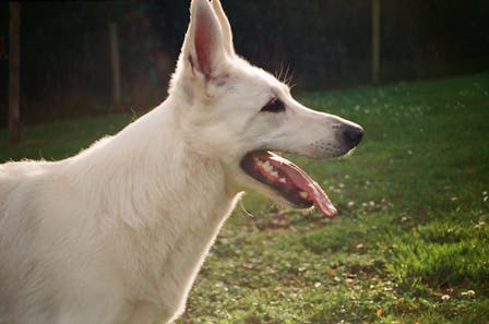 FBI K9 Unit: Operations, Roles, and Contributions Explained