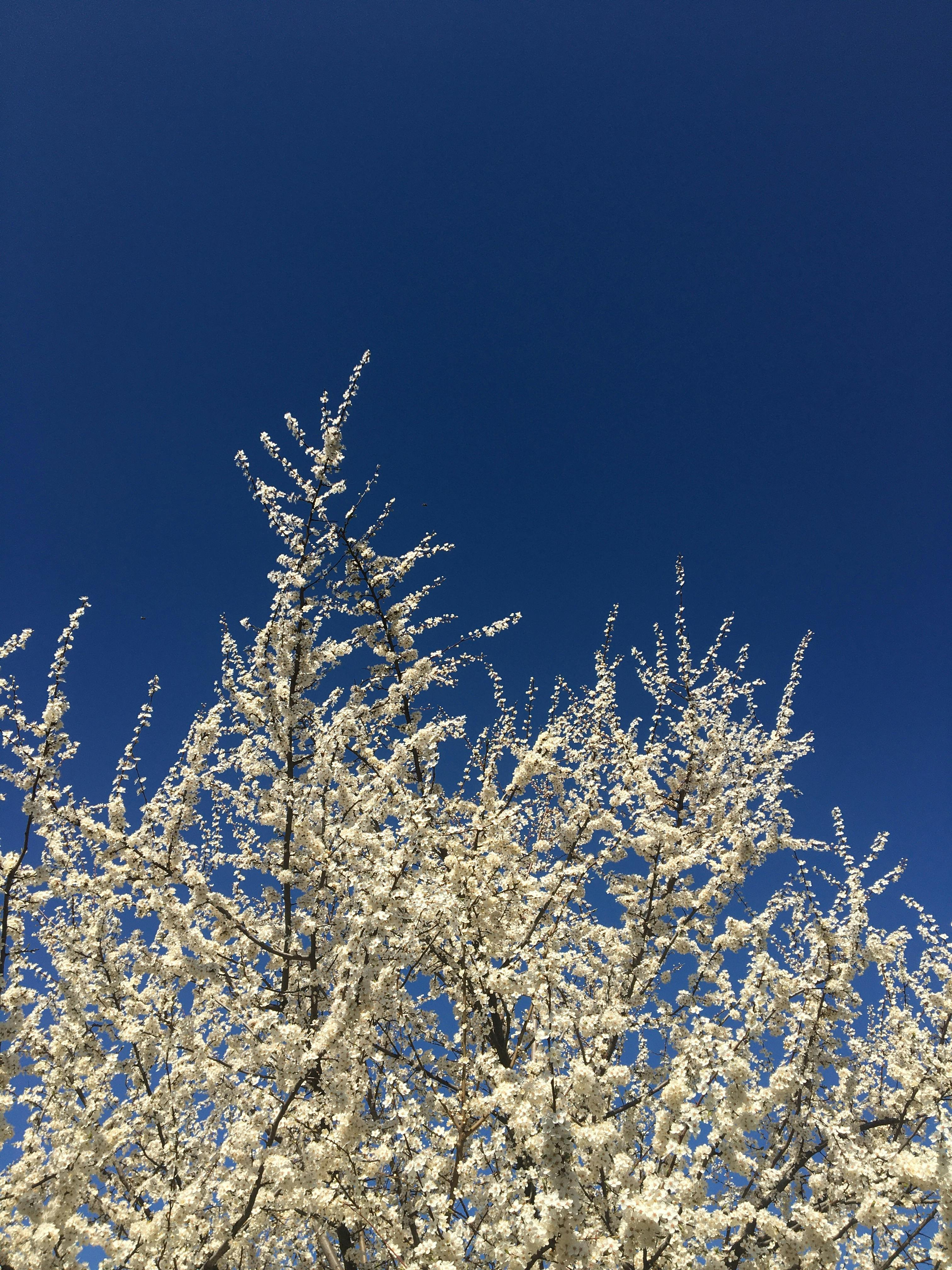 100,000+ Best Flowers Branch Photos · 100% Free Download · Pexels Stock ...