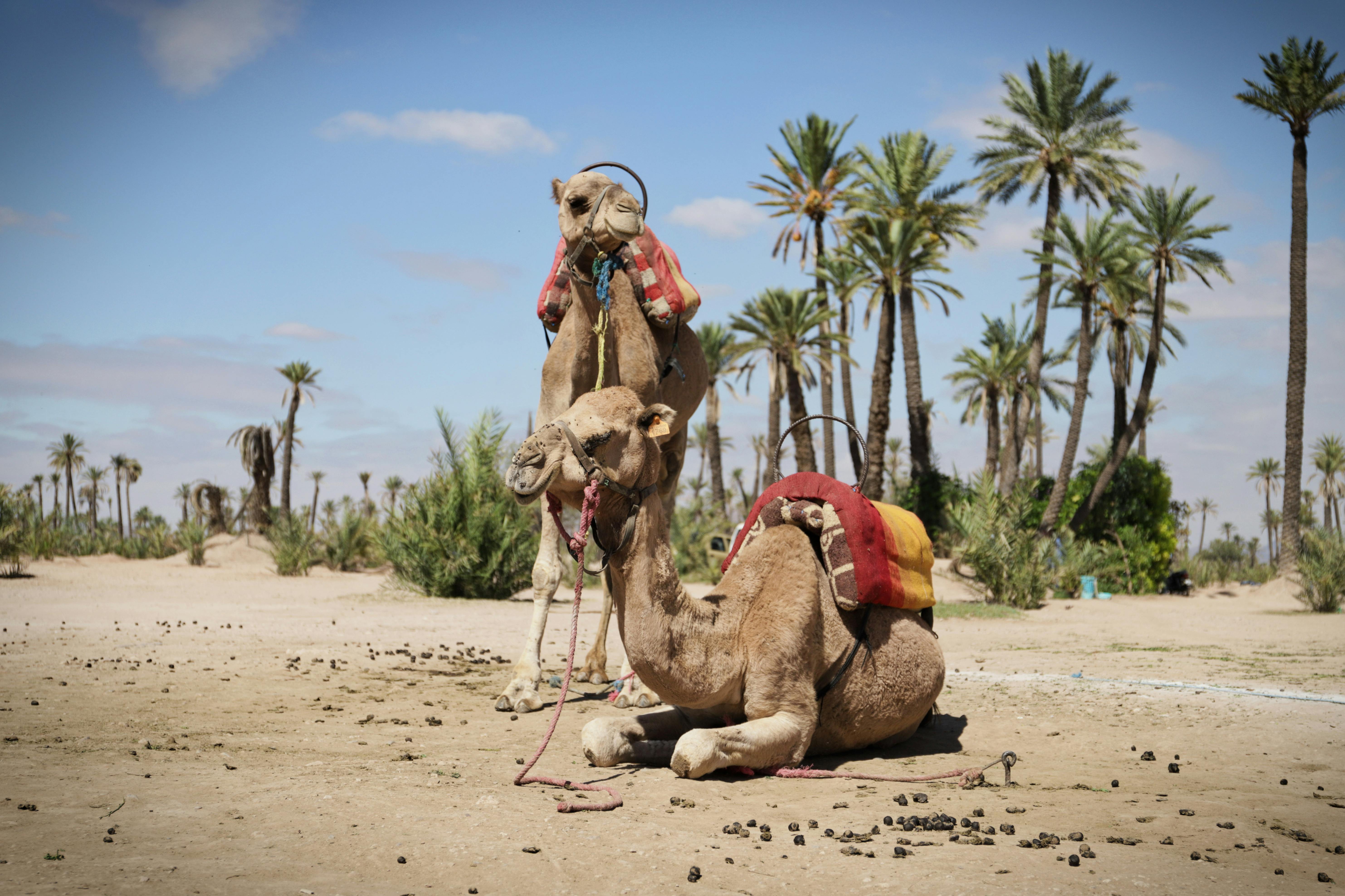 Two Camels with Packages on Their Back · Free Stock Photo