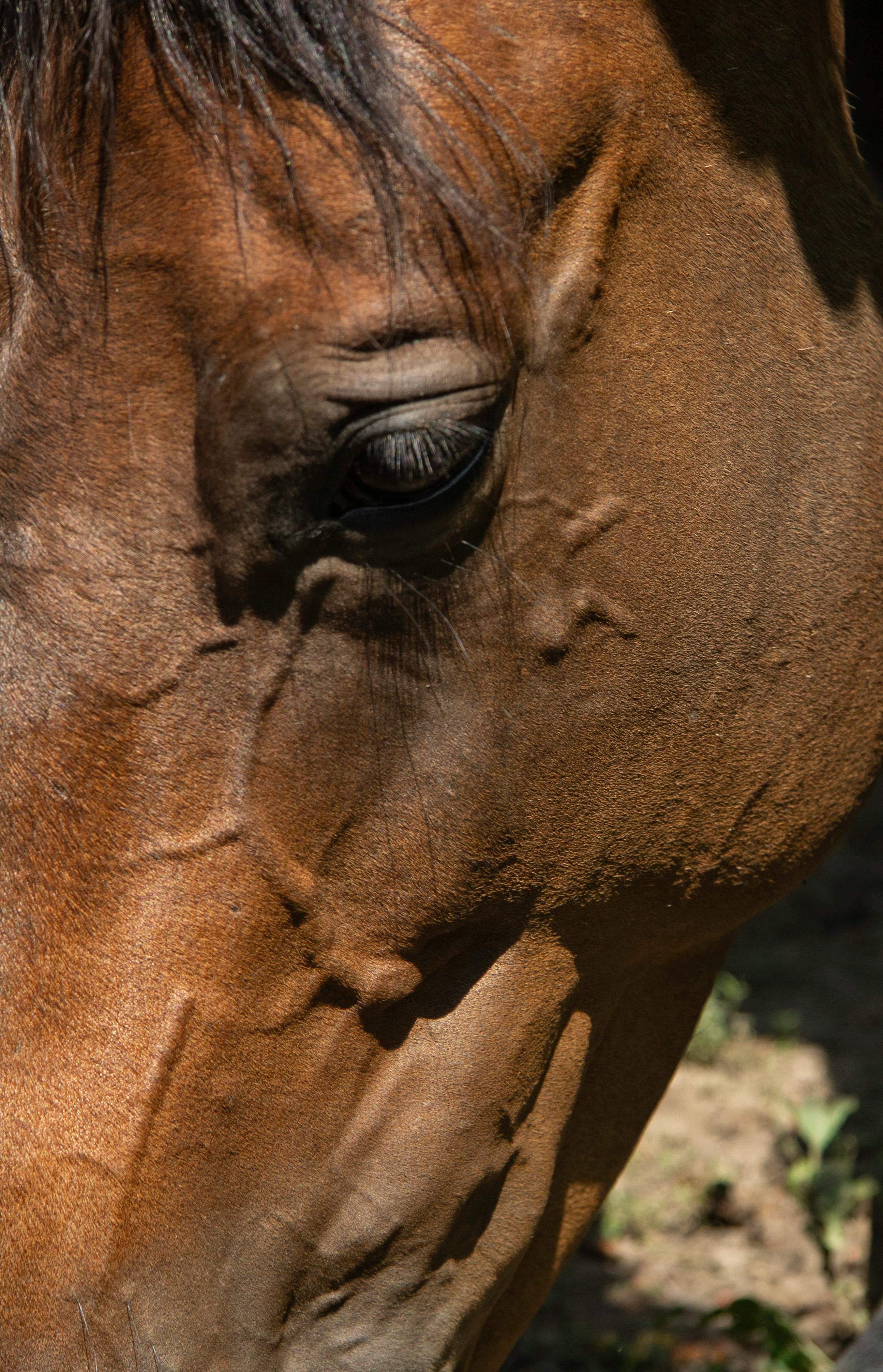Brown Horse Head in Close Up Photography · Free Stock Photo