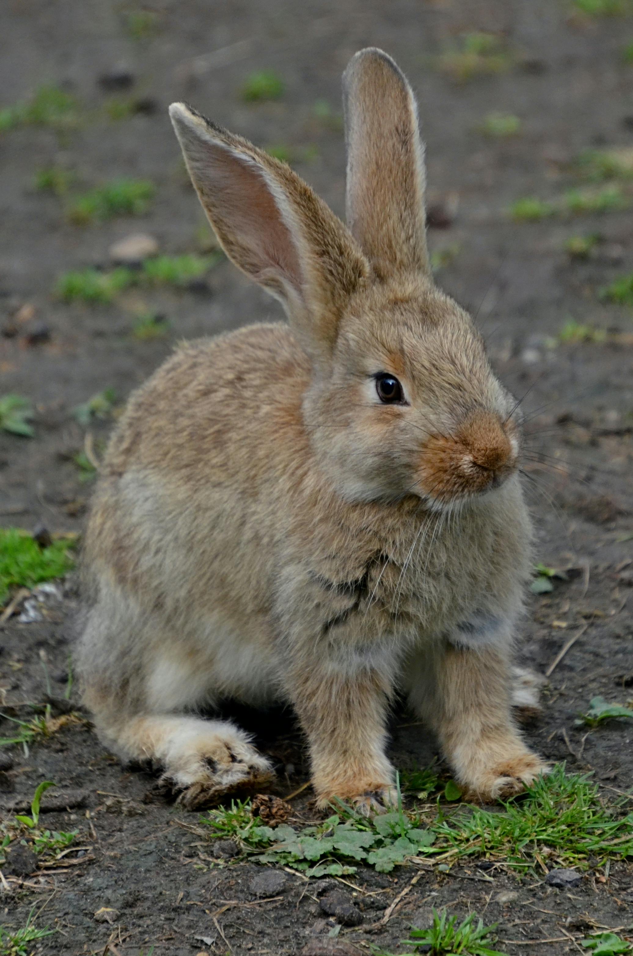 Brown Rabbit beside Red and Pink Flowers · Free Stock Photo