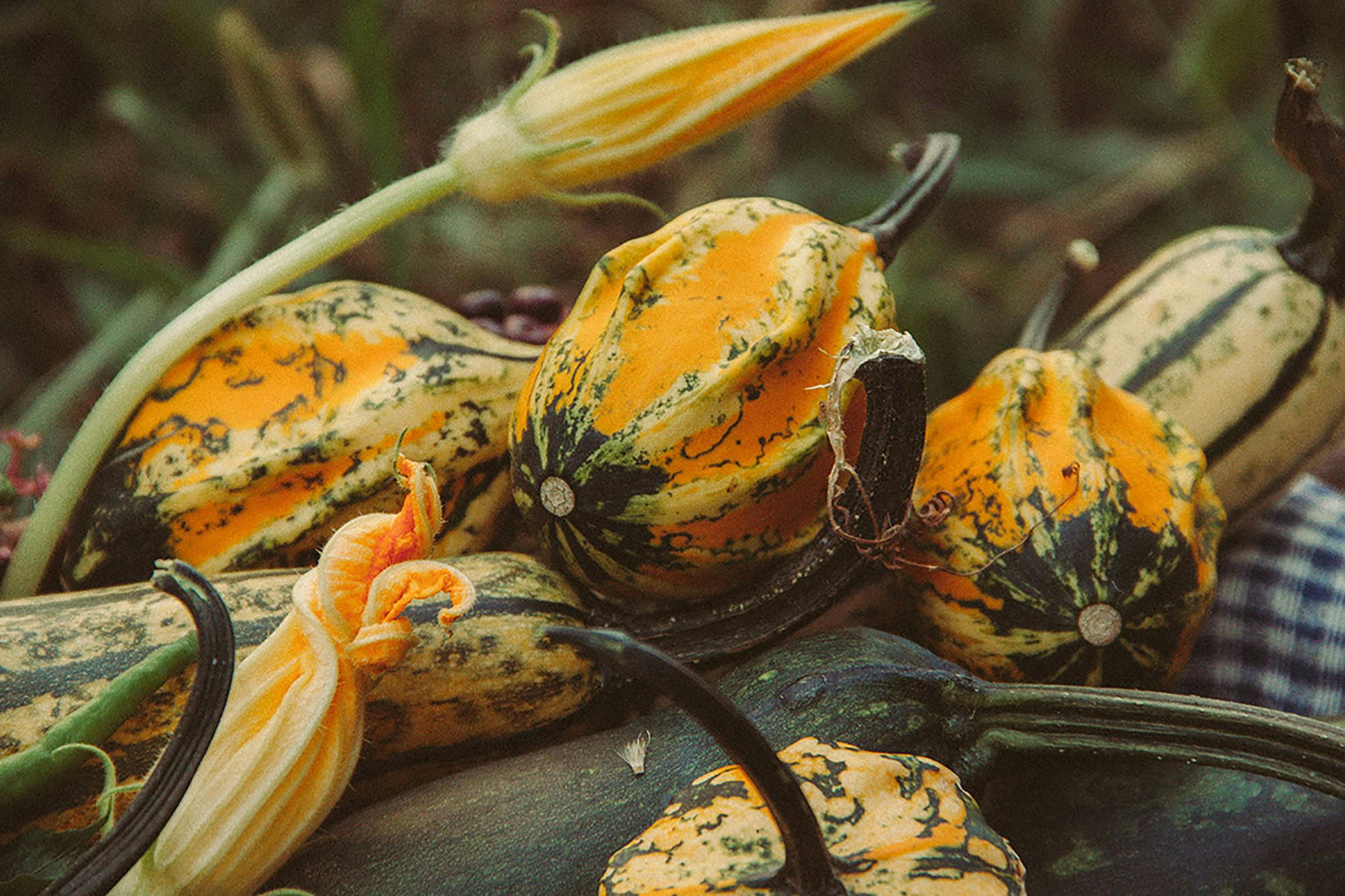 Close-up Photo of Rope Squash · Free Stock Photo