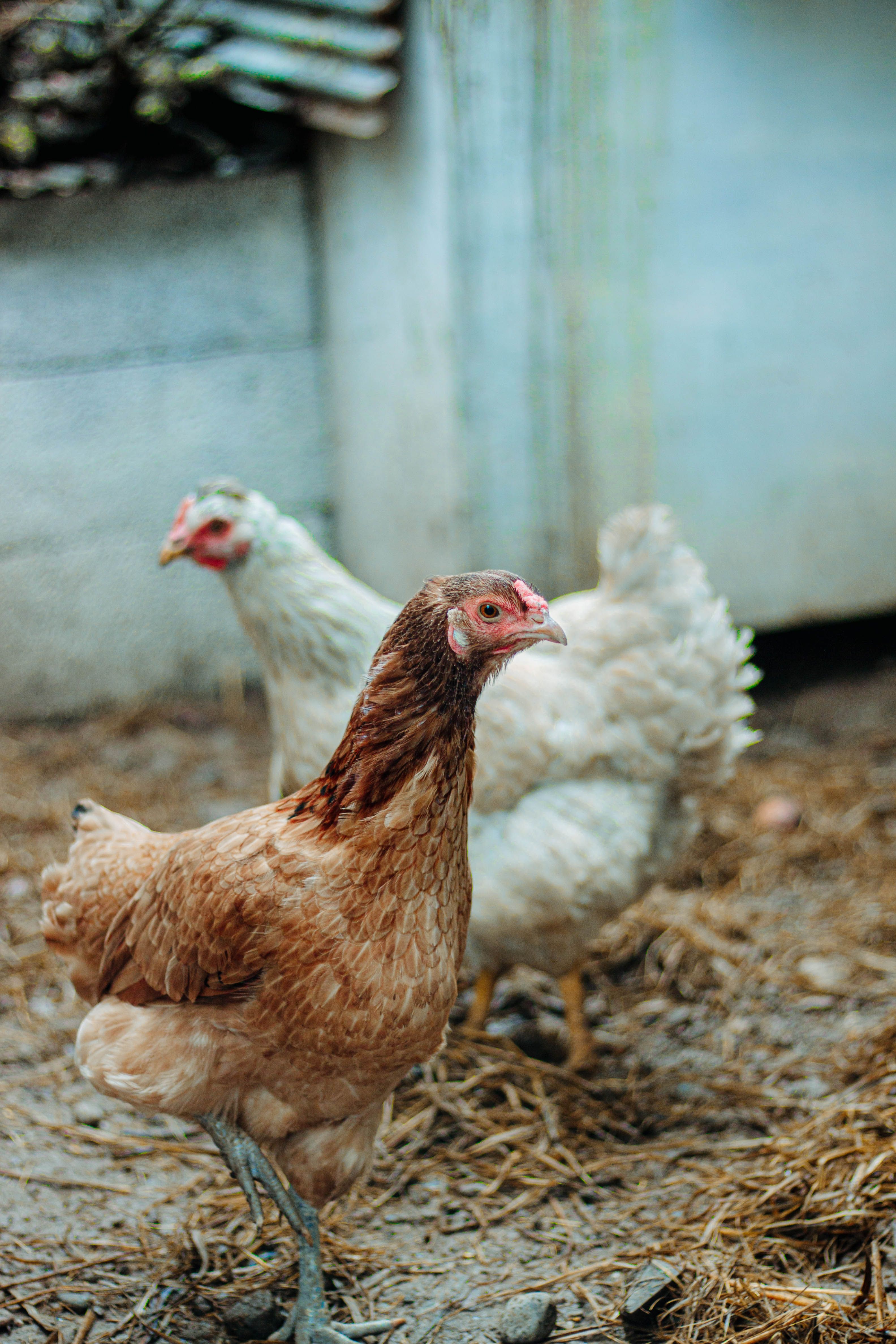 Historisk Hens Photos, Download The BEST Free Historisk Hens Stock ...