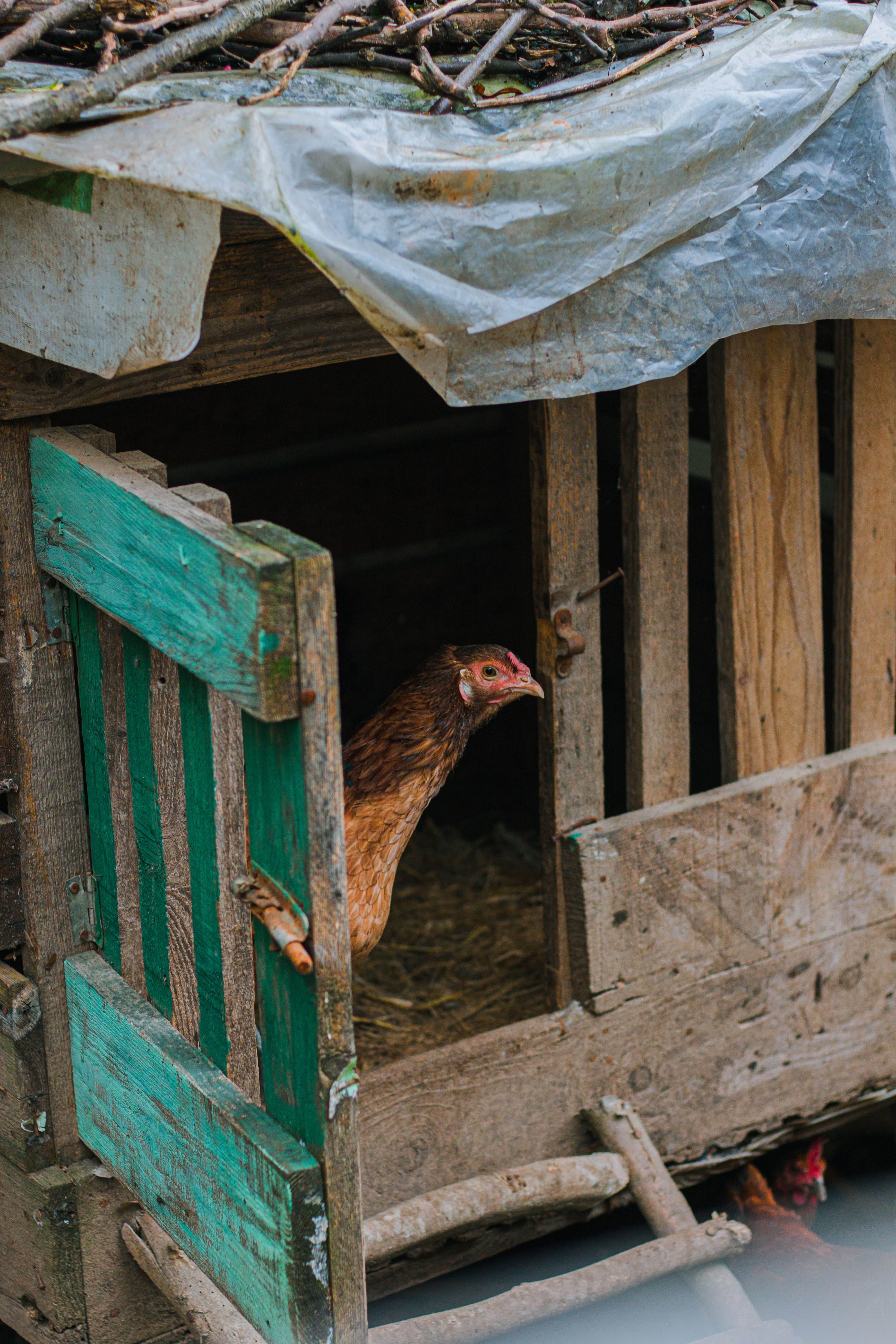 Selective Focus Photography of White Hen · Free Stock Photo