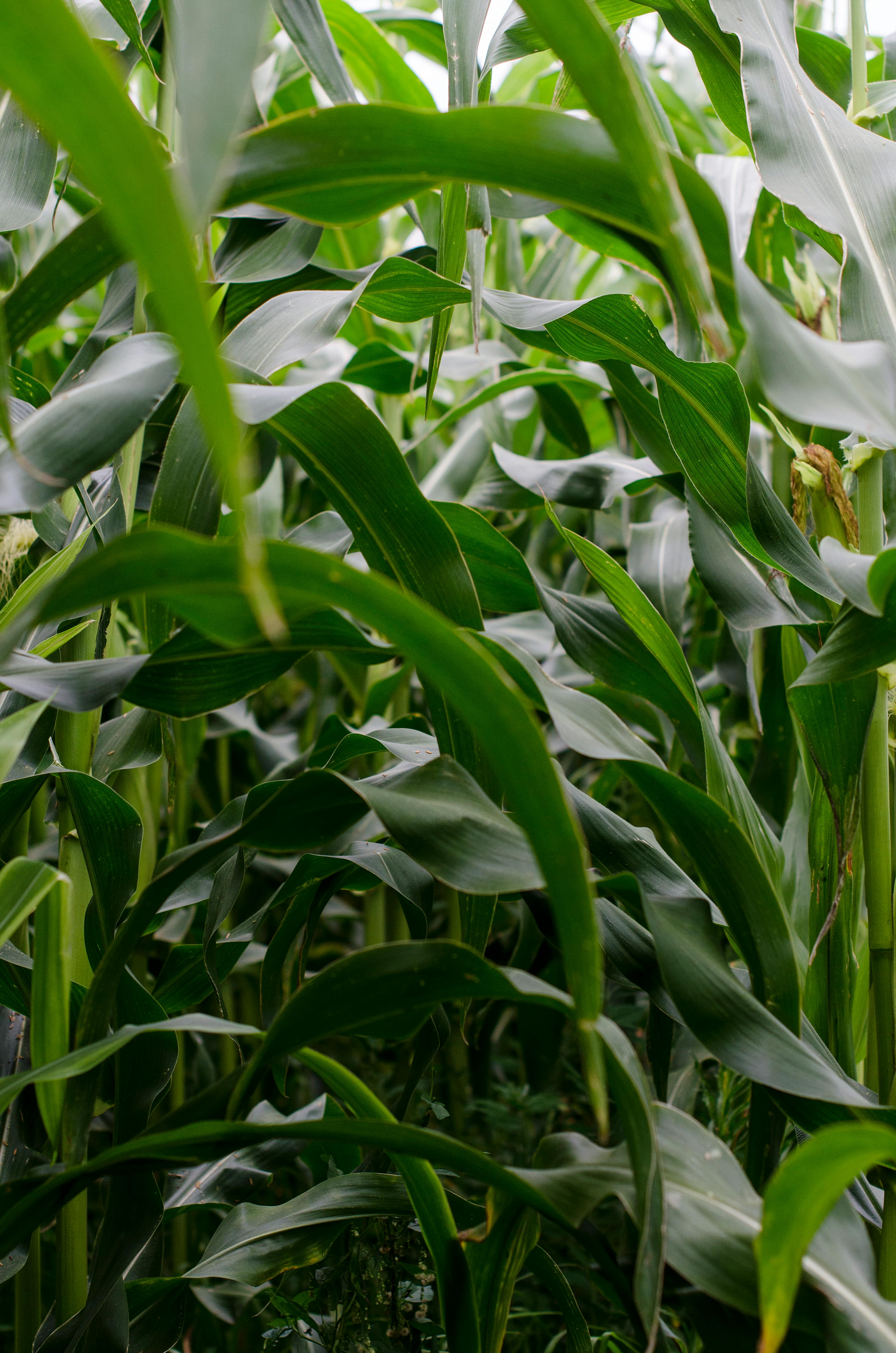 Green Corn Plant · Free Stock Photo