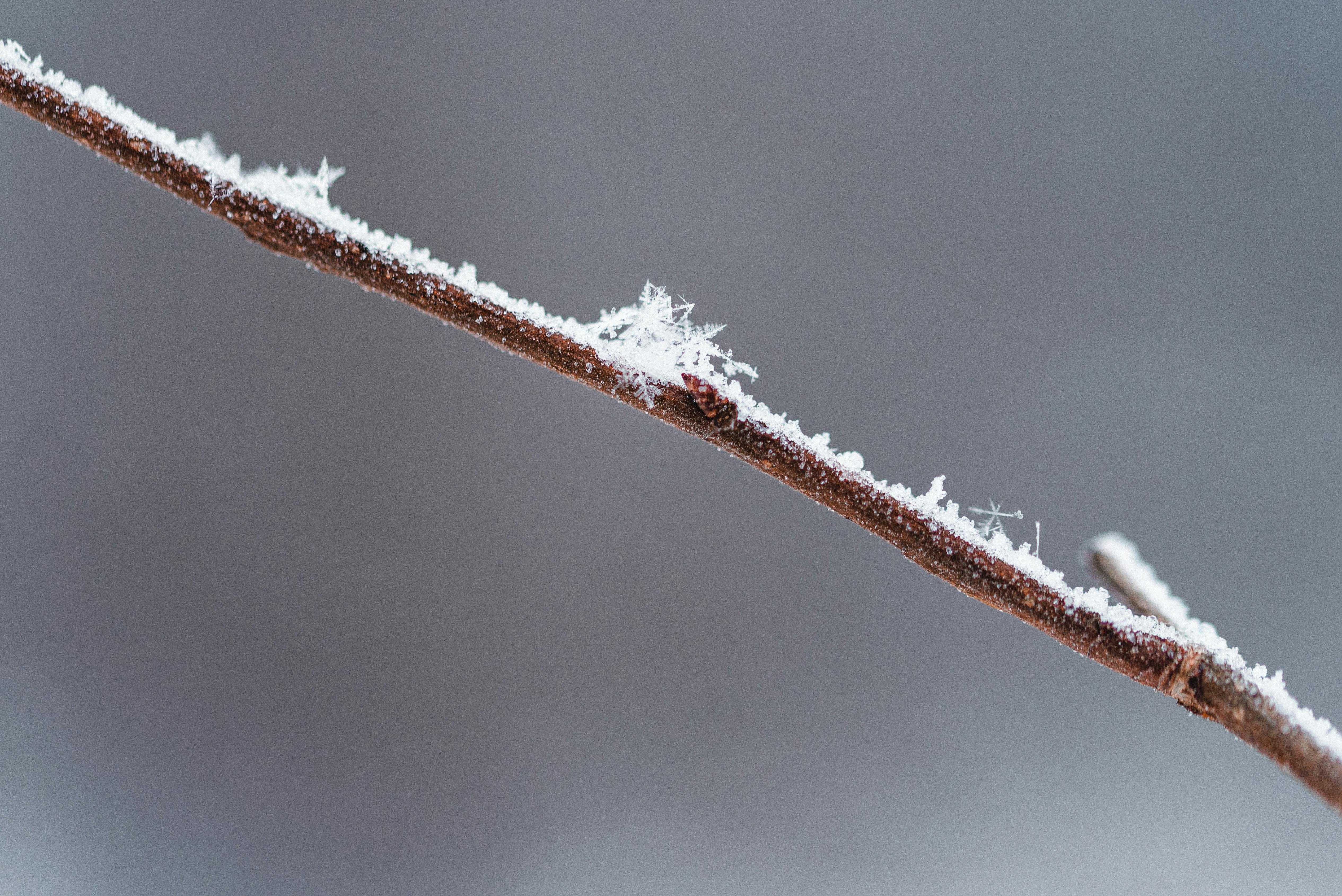 A Close-Up Shot of Snow on a Twig · Free Stock Photo
