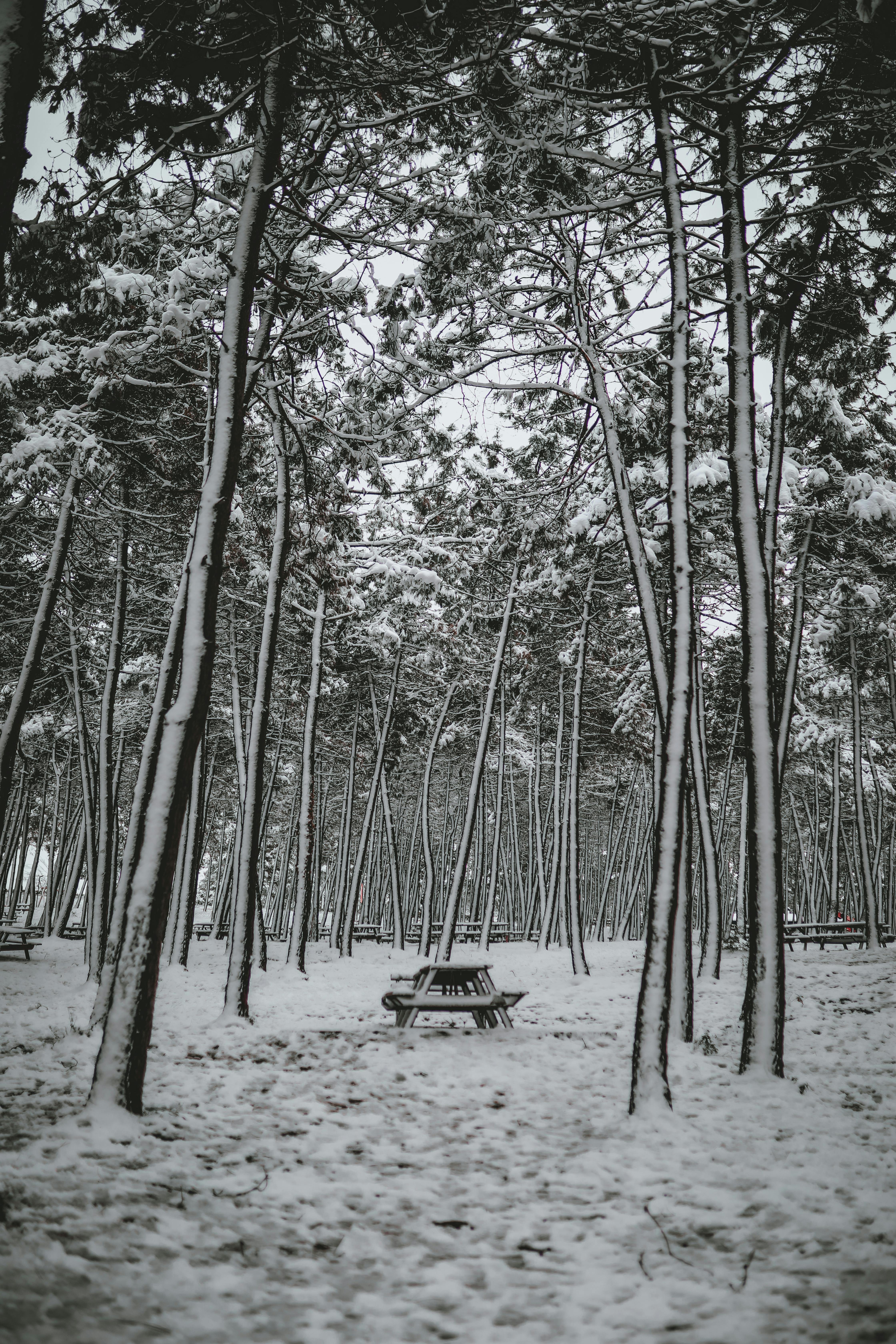 Snow in Forest · Free Stock Photo