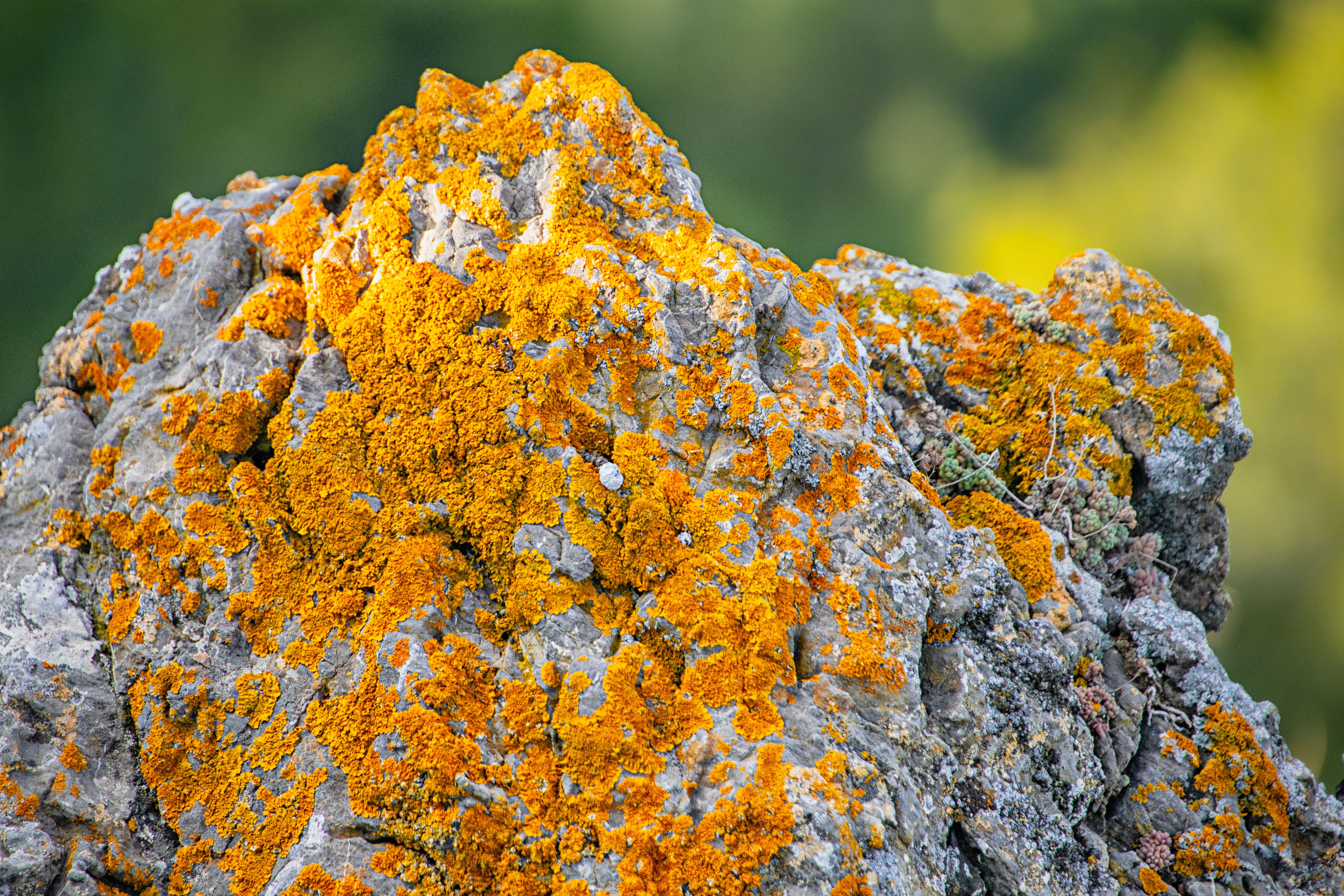 A Rock Covered with Sunburst Lichen · Free Stock Photo