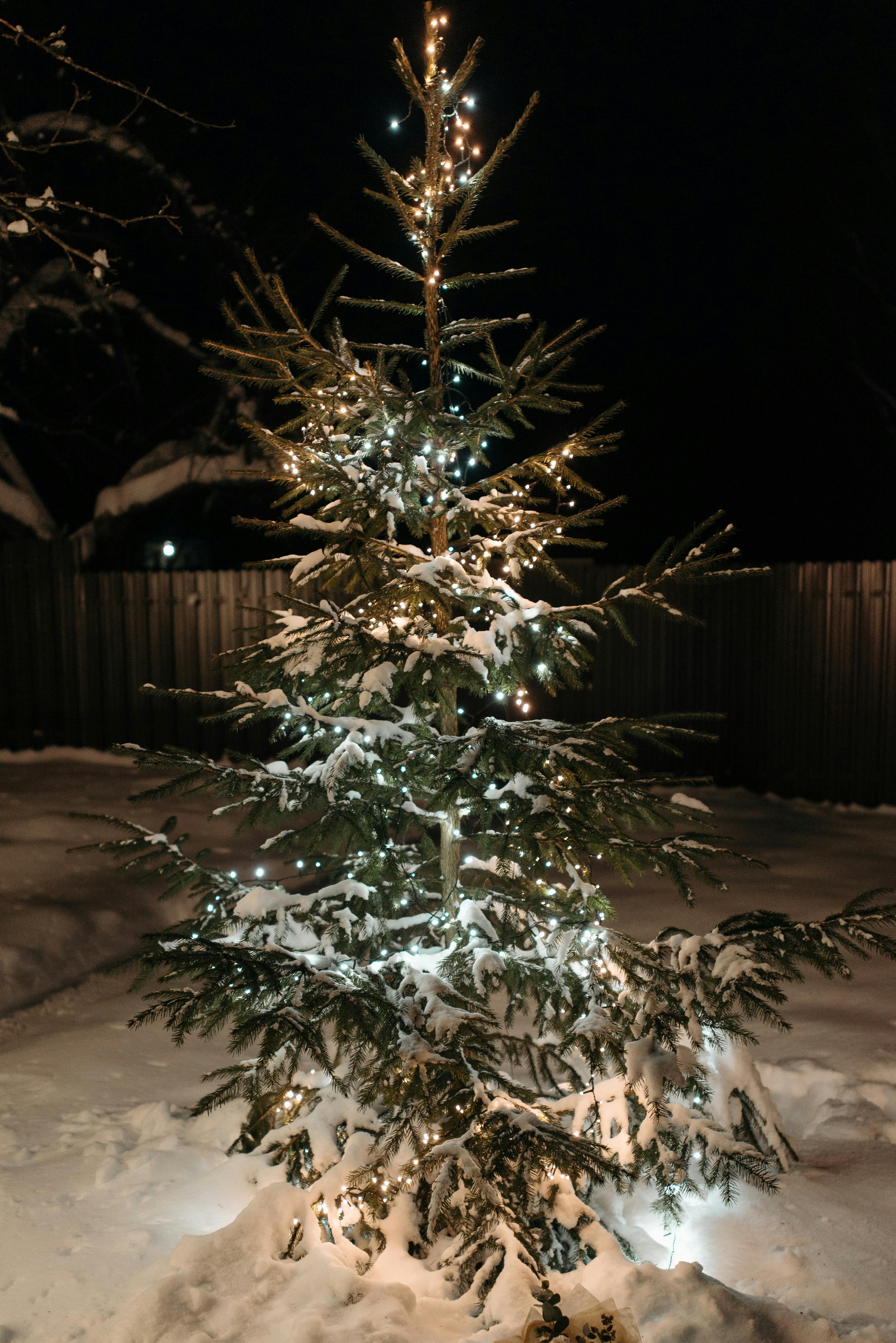 A Tree with Christmas Lights on a Snow Covered Ground · Free Stock Photo
