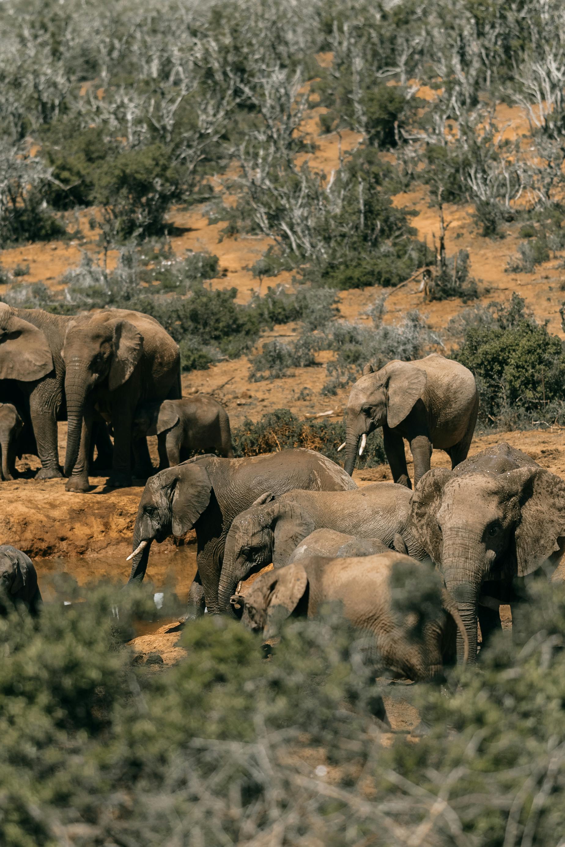 Elephants and Their Habitat · Free Stock Photo