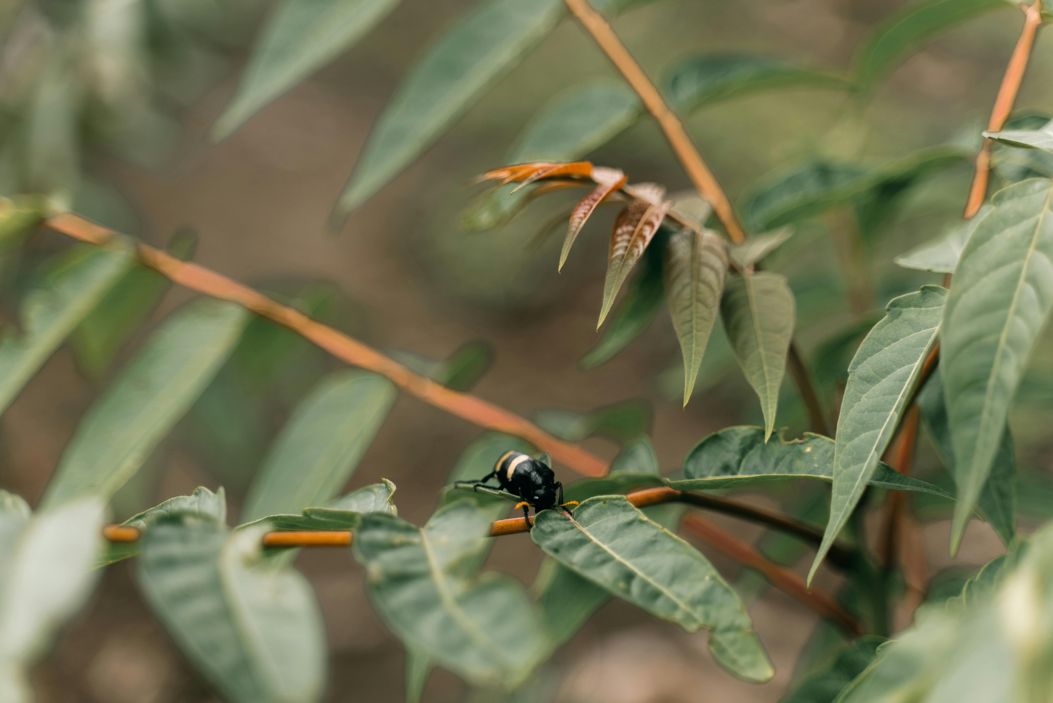 Bugs Digitale Photos, Download The BEST Free Bugs Digitale Stock Photos ...