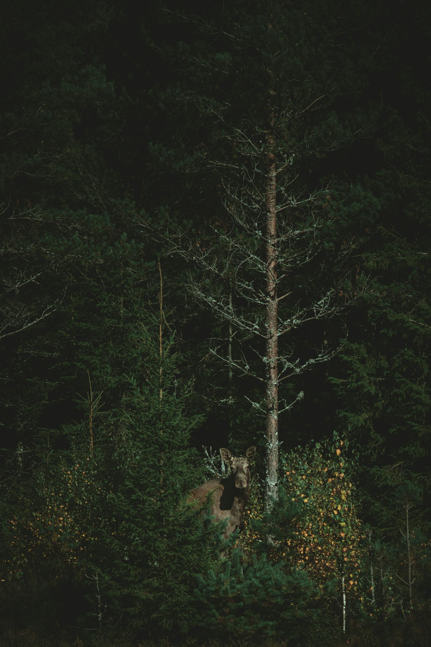 Dark Elk Photos, Download The BEST Free Dark Elk Stock Photos & HD Images
