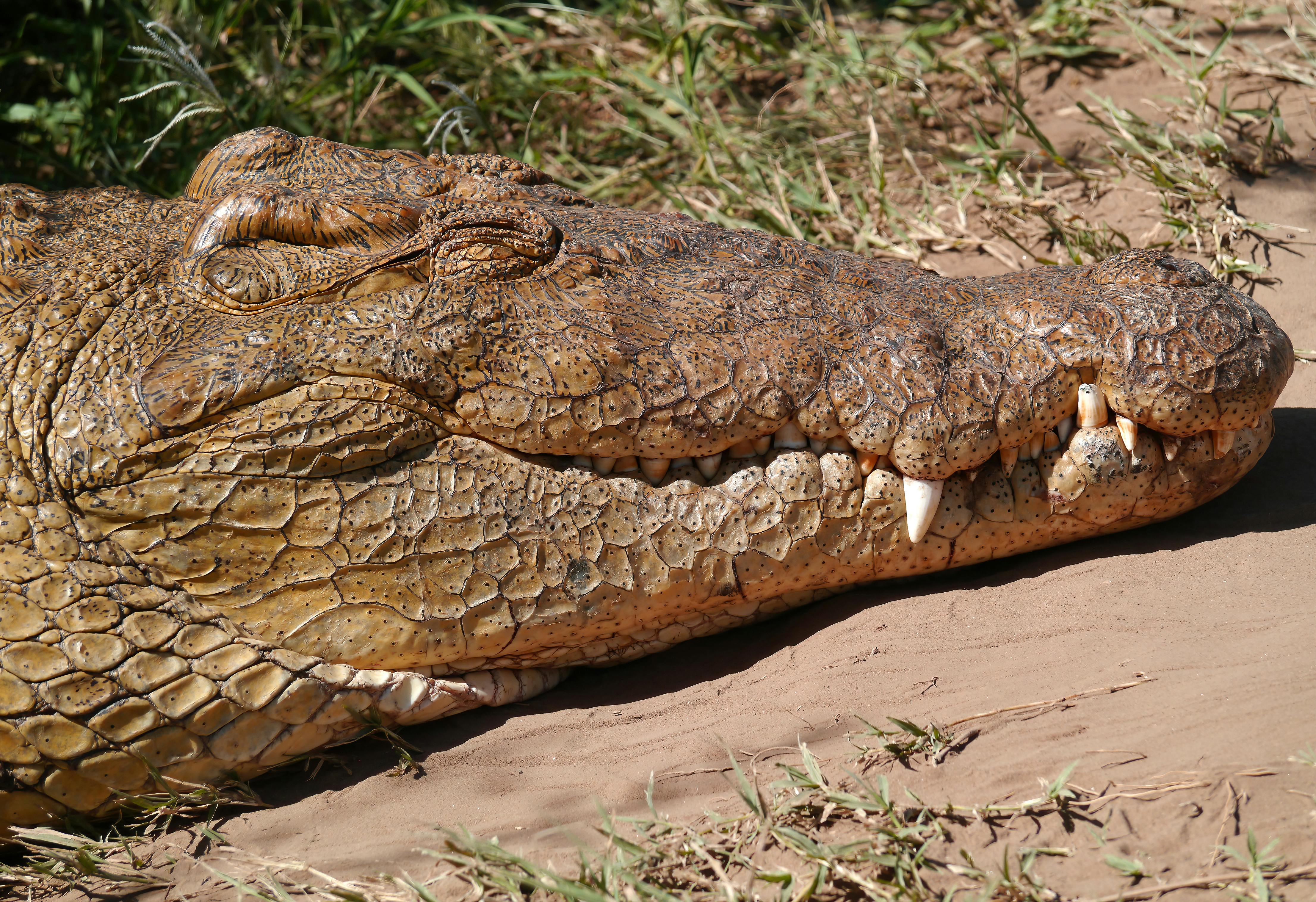 Close-Up Shot of a Crocodile · Free Stock Photo
