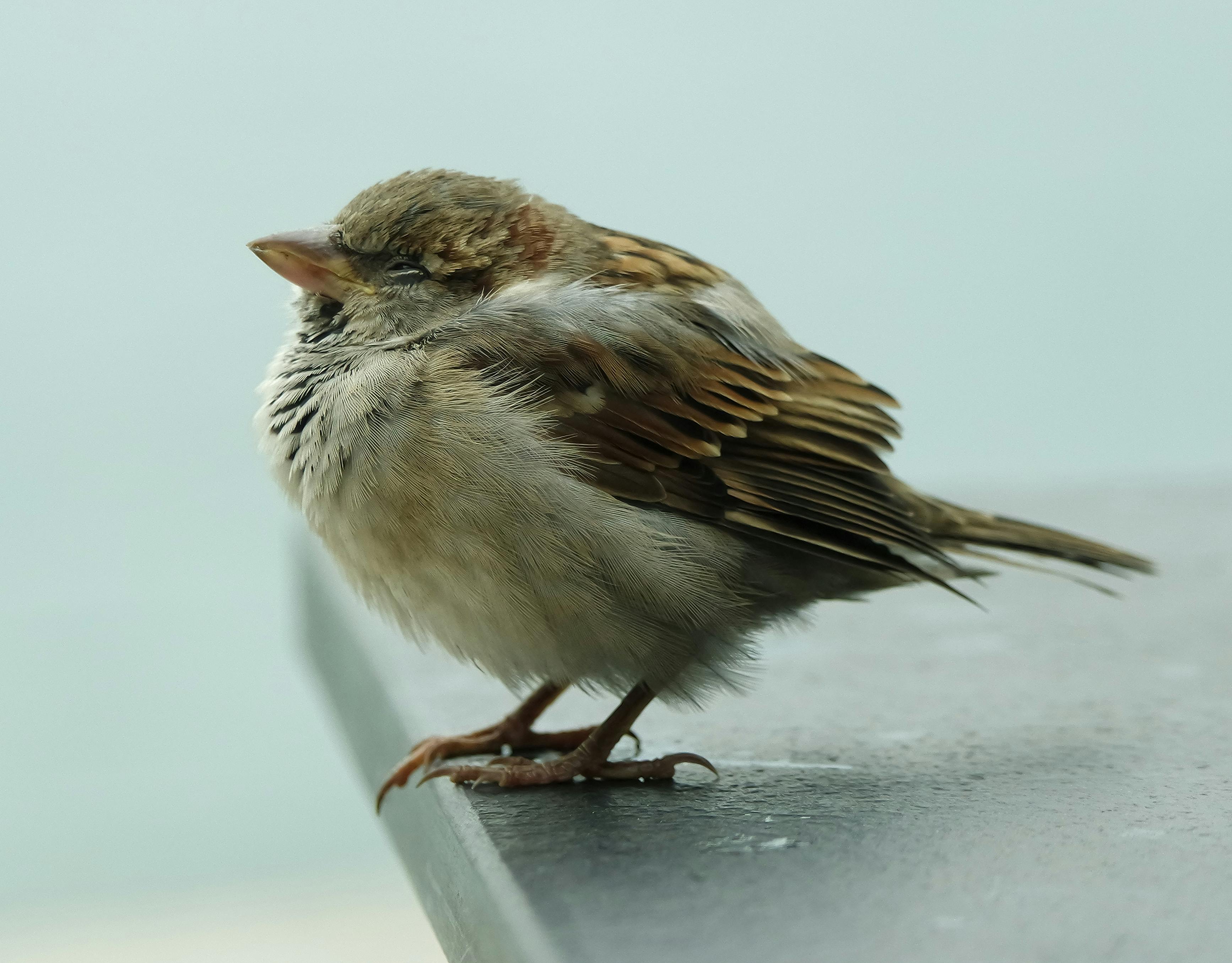 500+ Best Sparrow Photos · 100% Free Download · Pexels Stock Photos