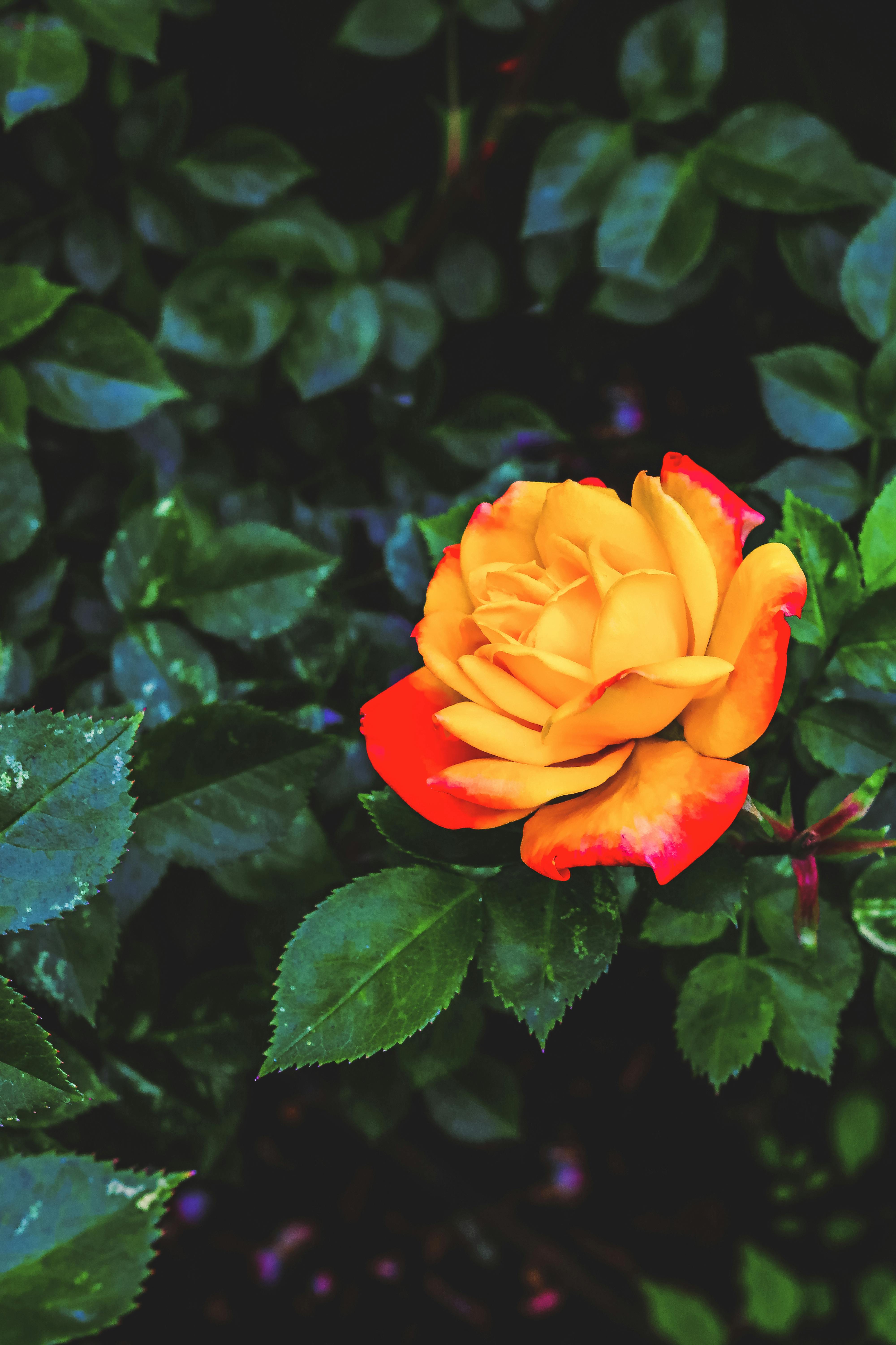 A Two Toned Flower · Free Stock Photo