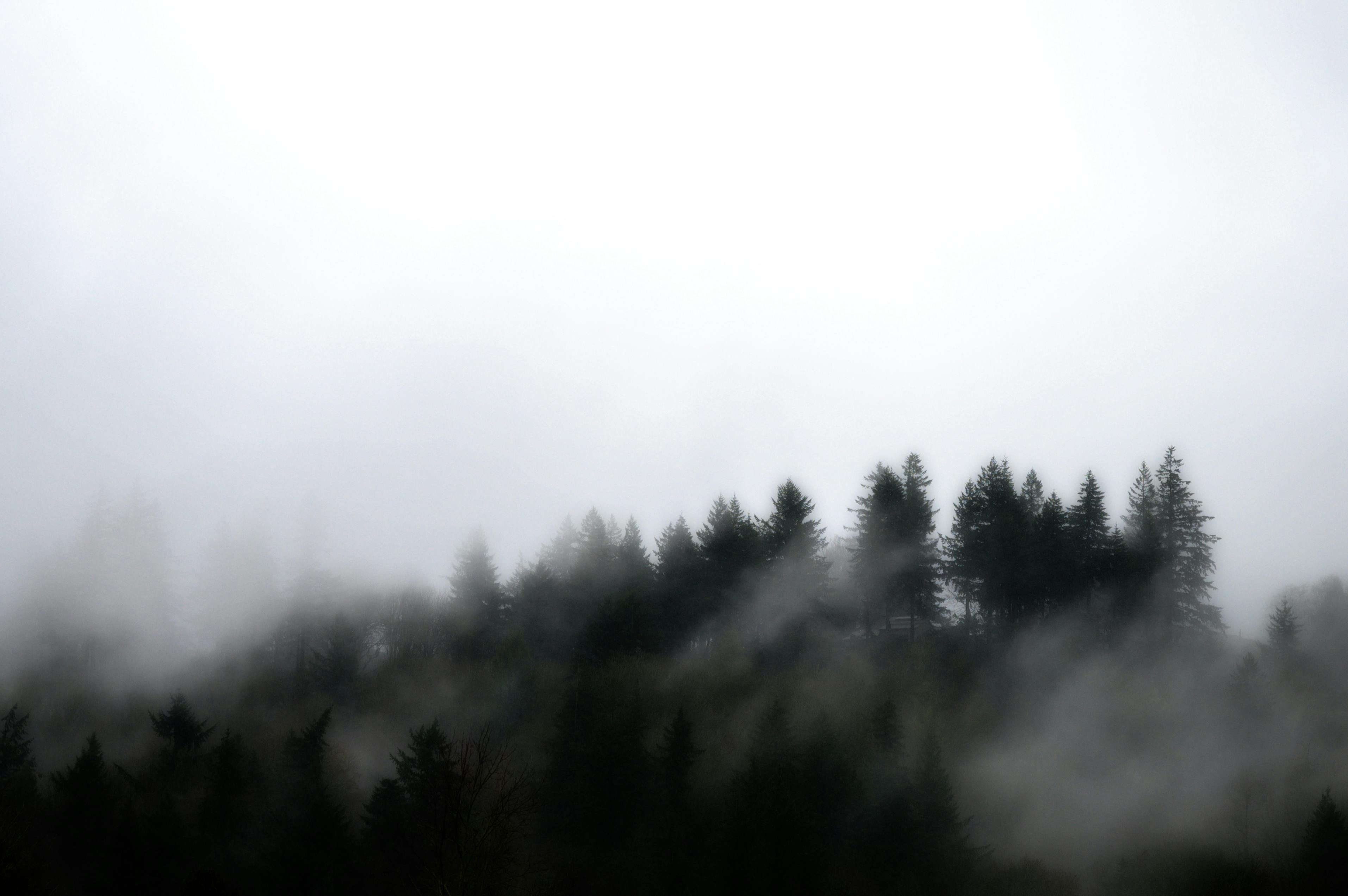 Fog over fir forest in misty morning · Free Stock Photo