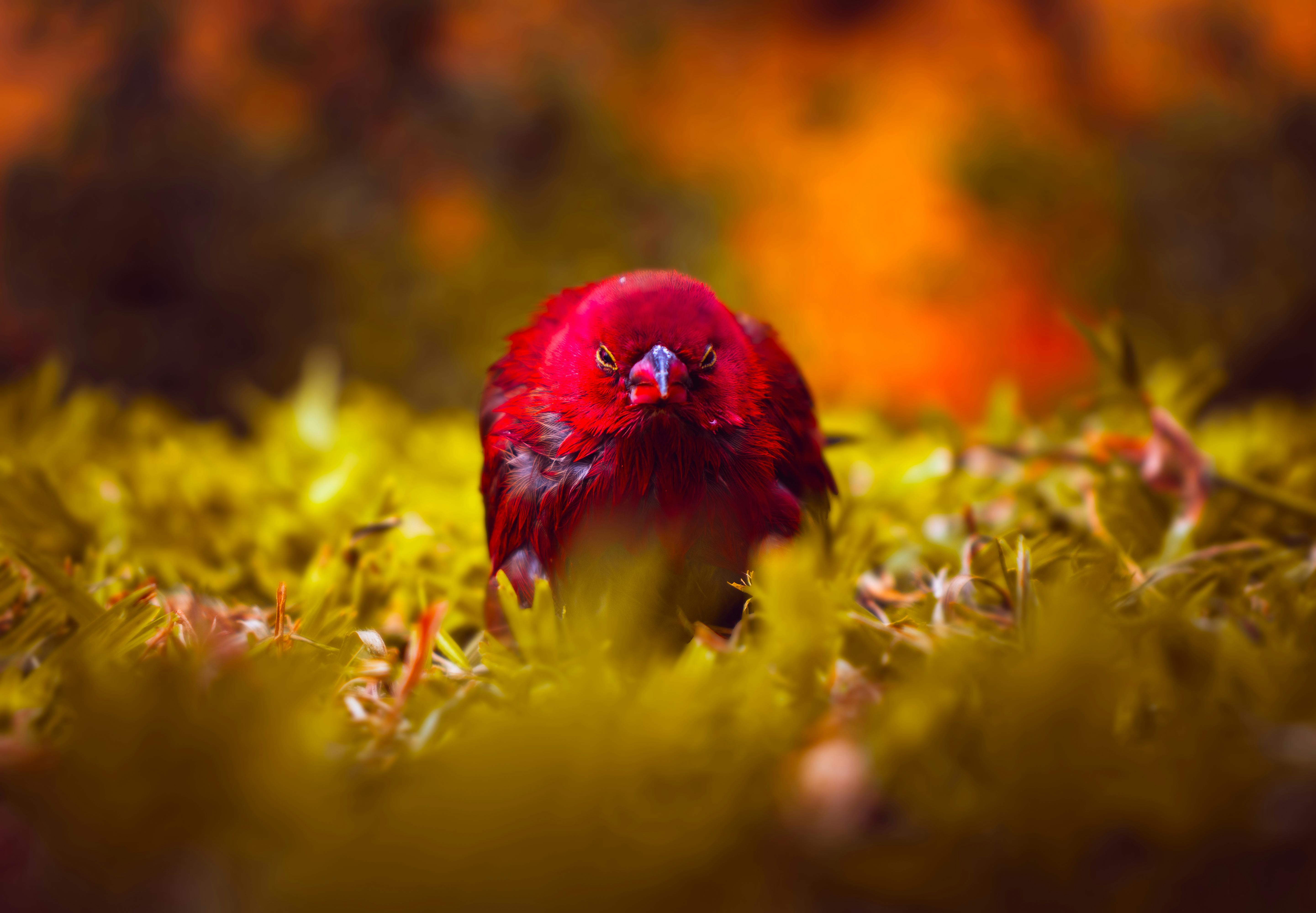 Red Birds Wallpaper Photos, Download The BEST Free Red Birds Wallpaper ...