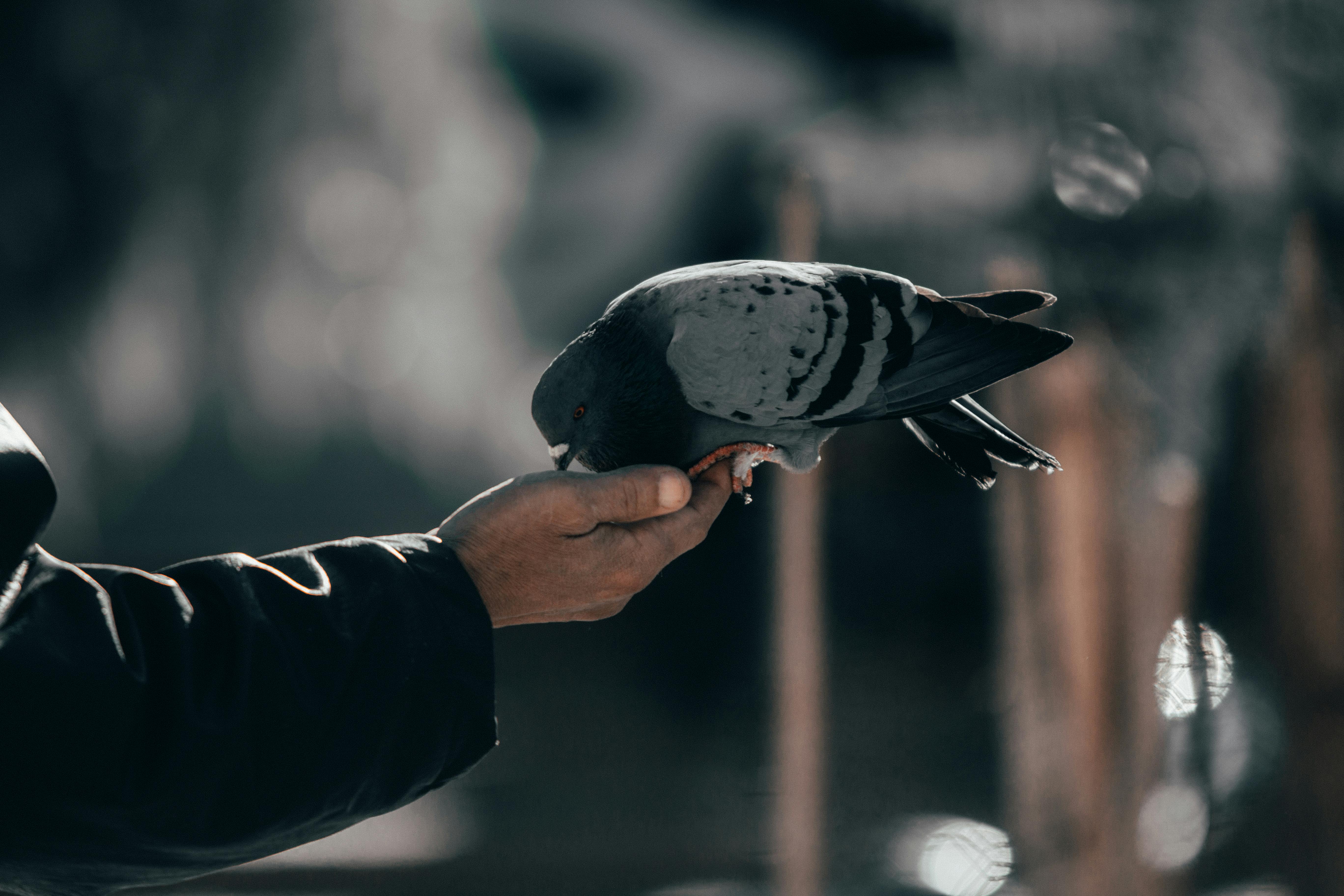 A Person Holding a Pigeon · Free Stock Photo