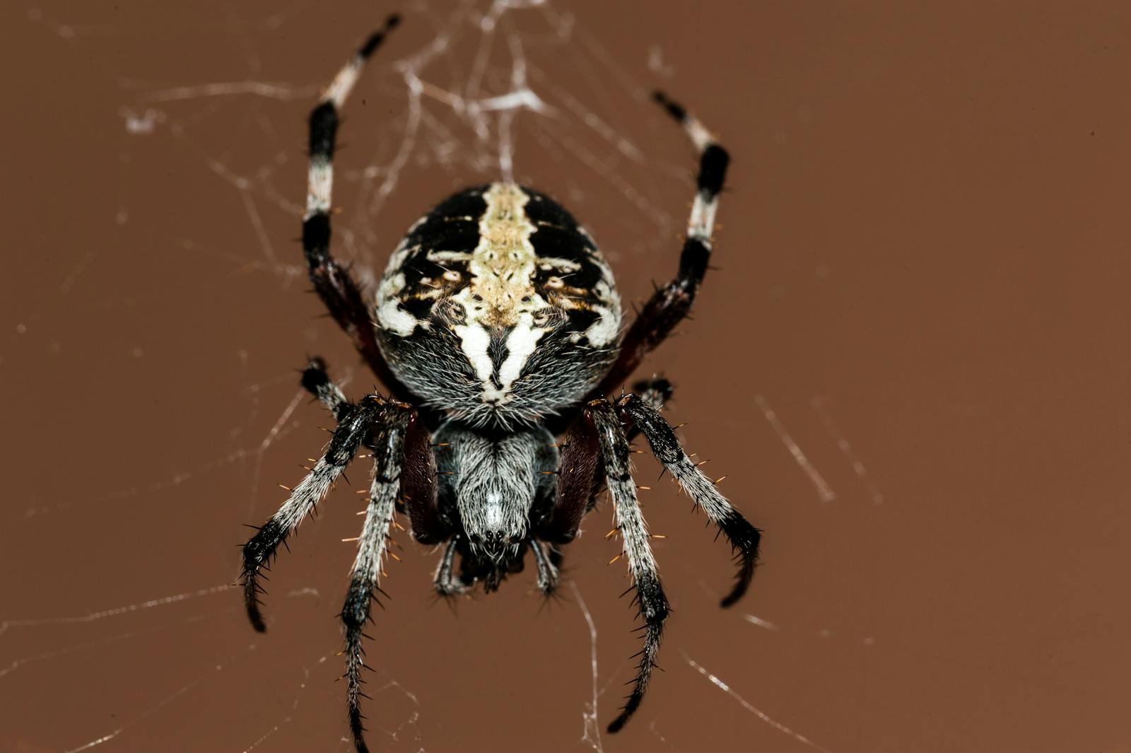 3,000+ Best Spider Photos · 100% Free Download · Pexels Stock Photos